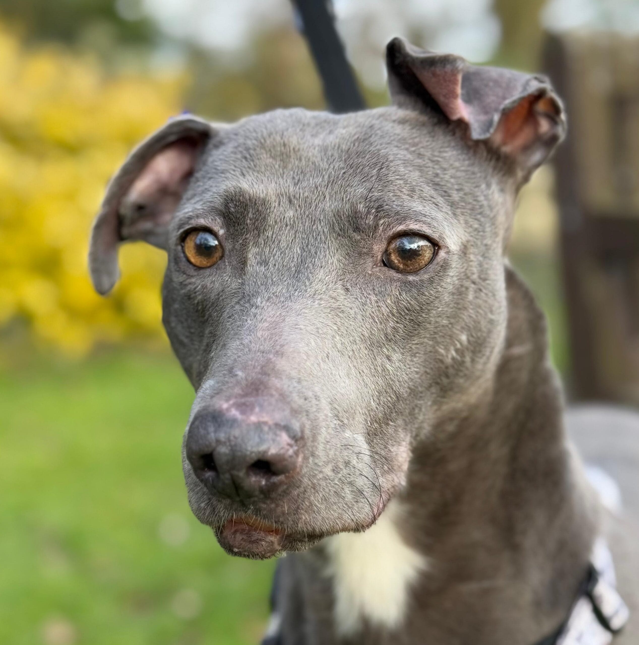 Hero - Manchester & Cheshire Dogs Home