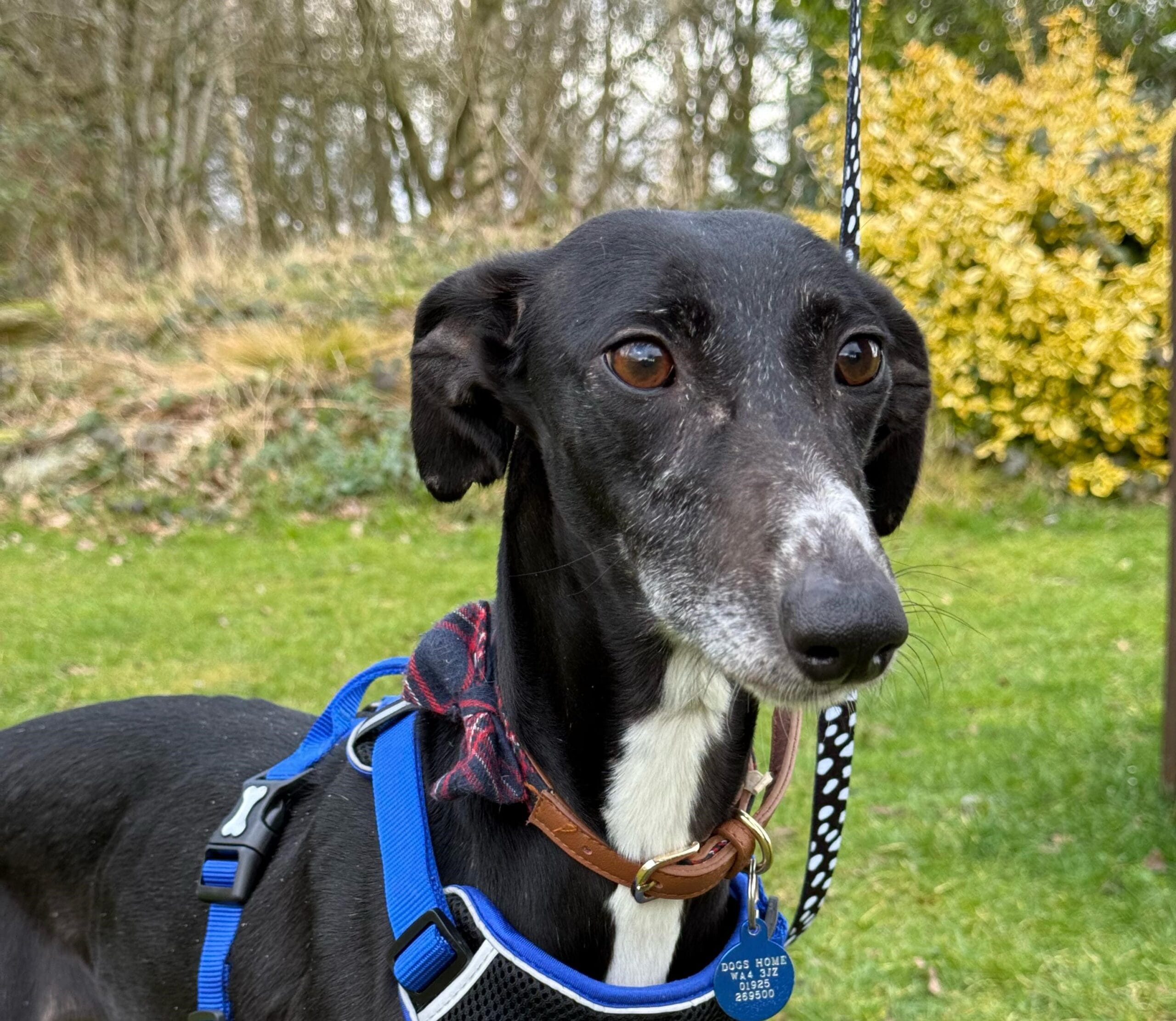 Ariel - Manchester & Cheshire Dogs Home