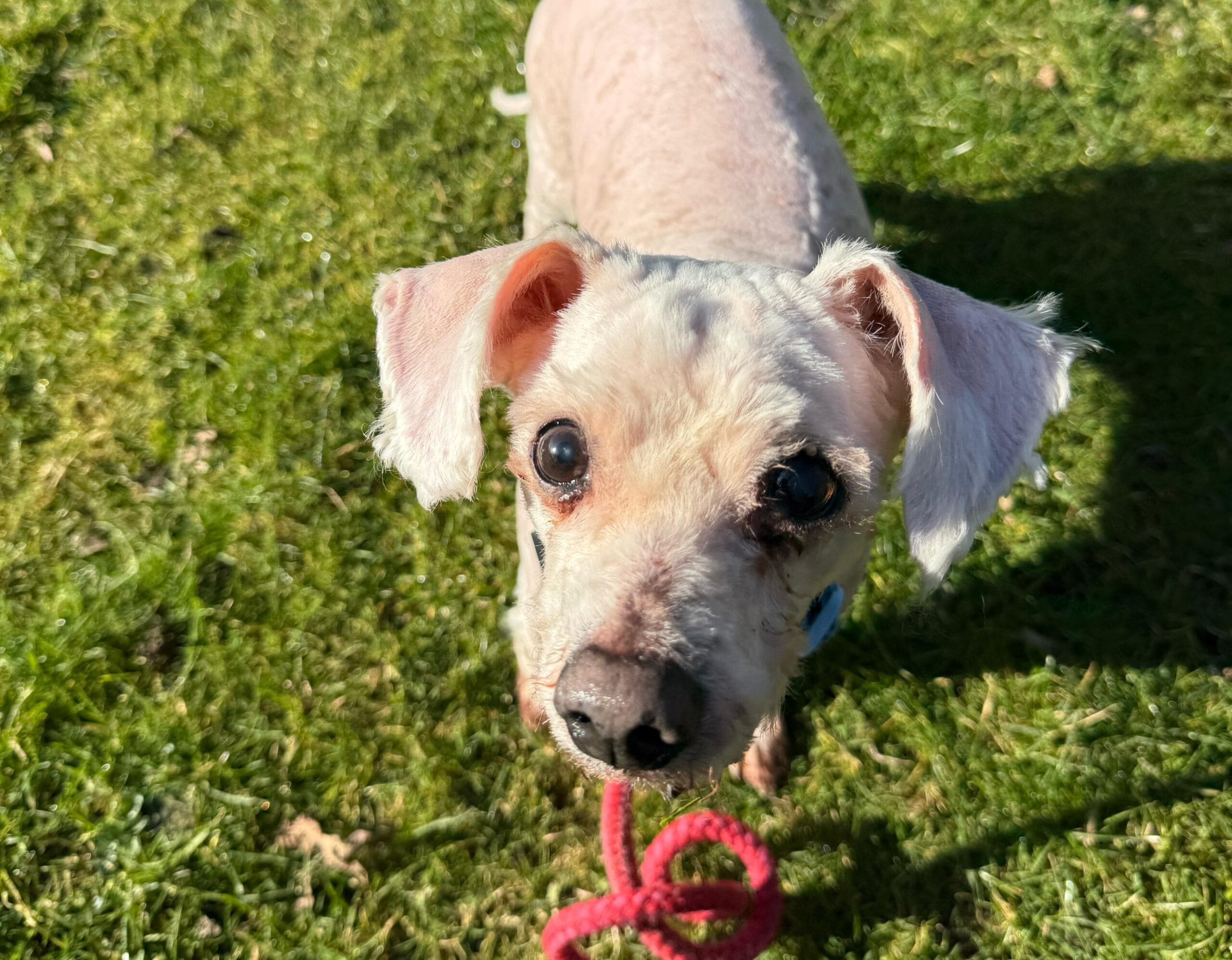 Vance - Manchester & Cheshire Dogs Home