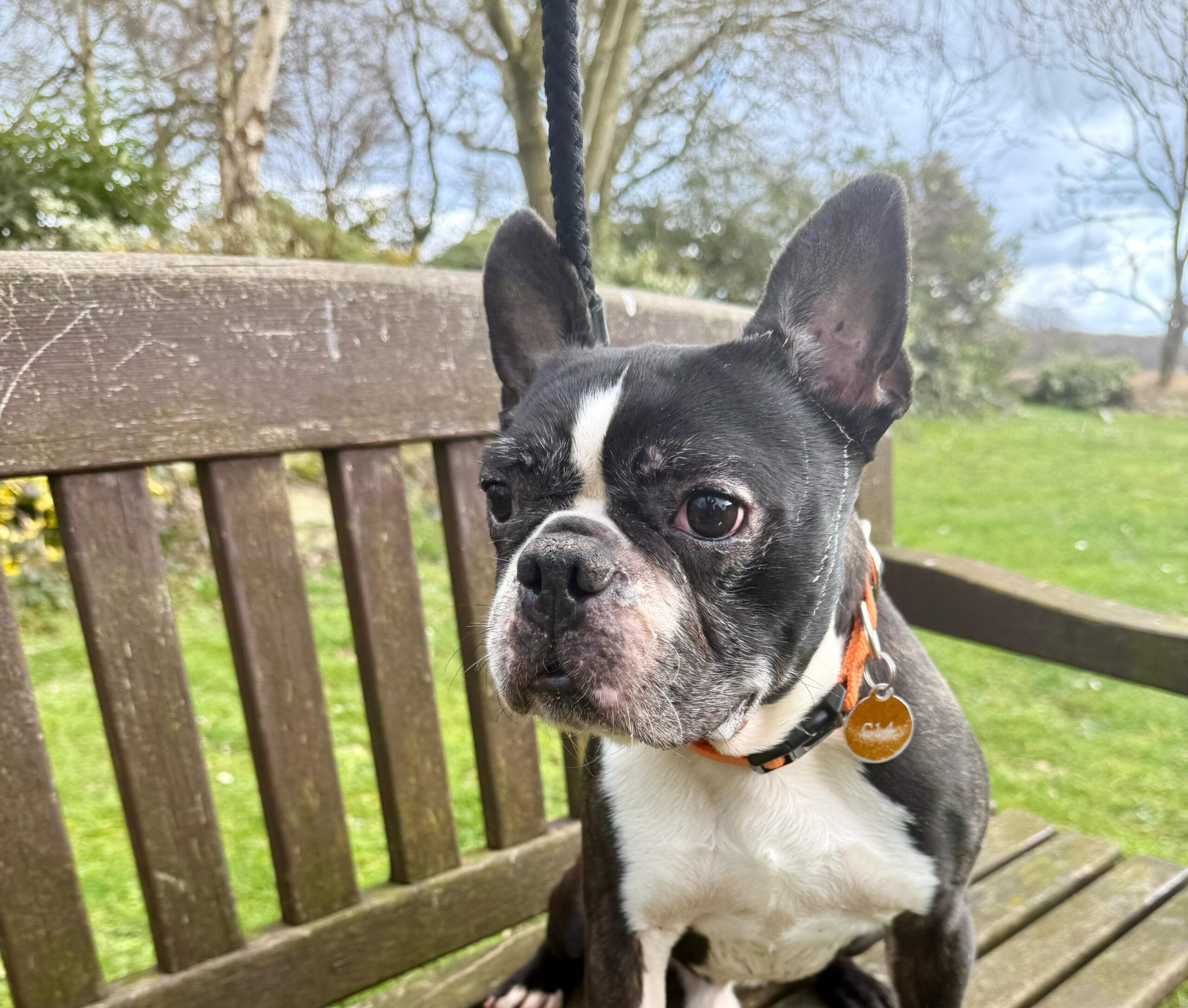 Bruce - Manchester & Cheshire Dogs Home