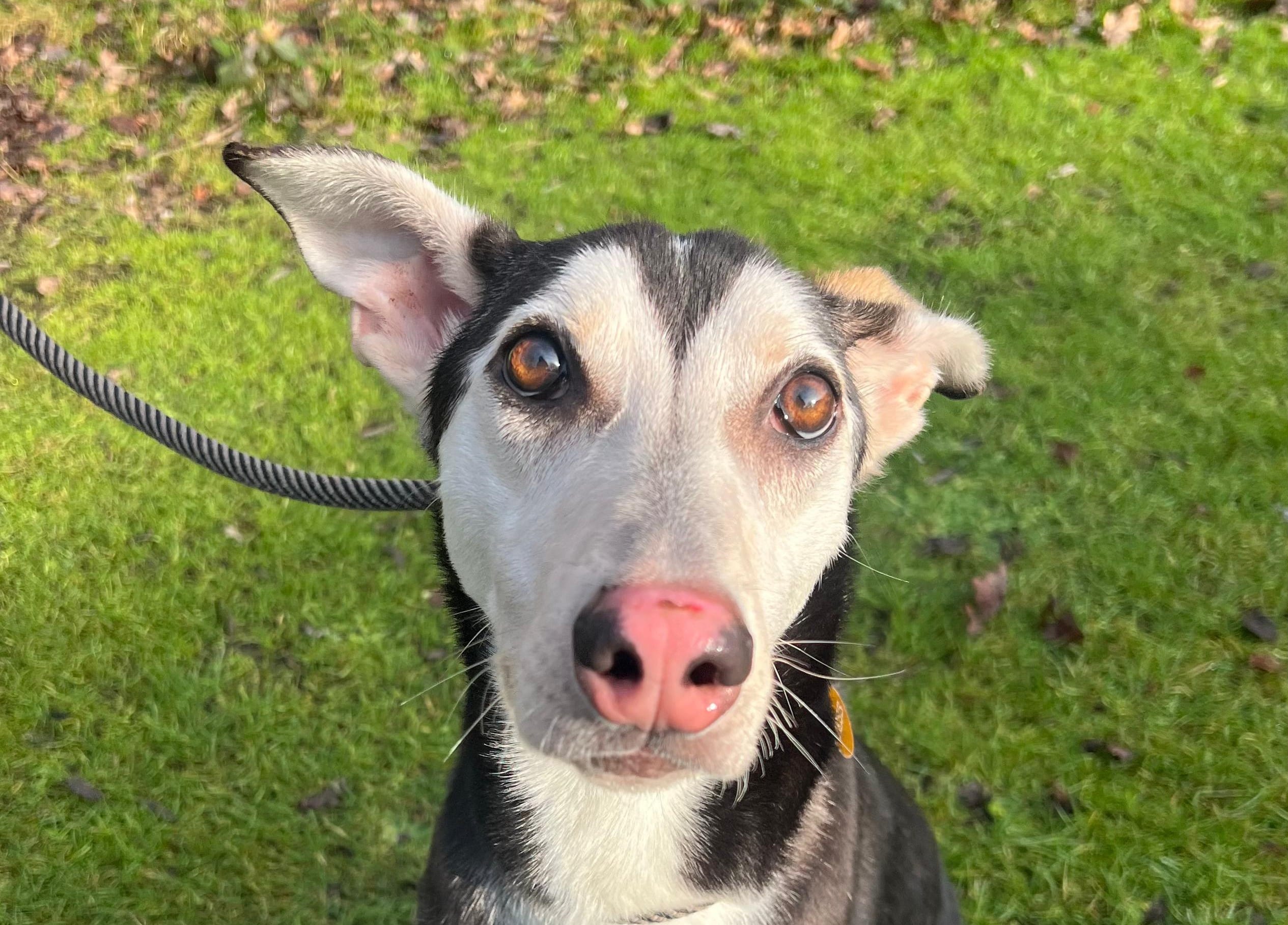 Ava - Manchester & Cheshire Dogs Home