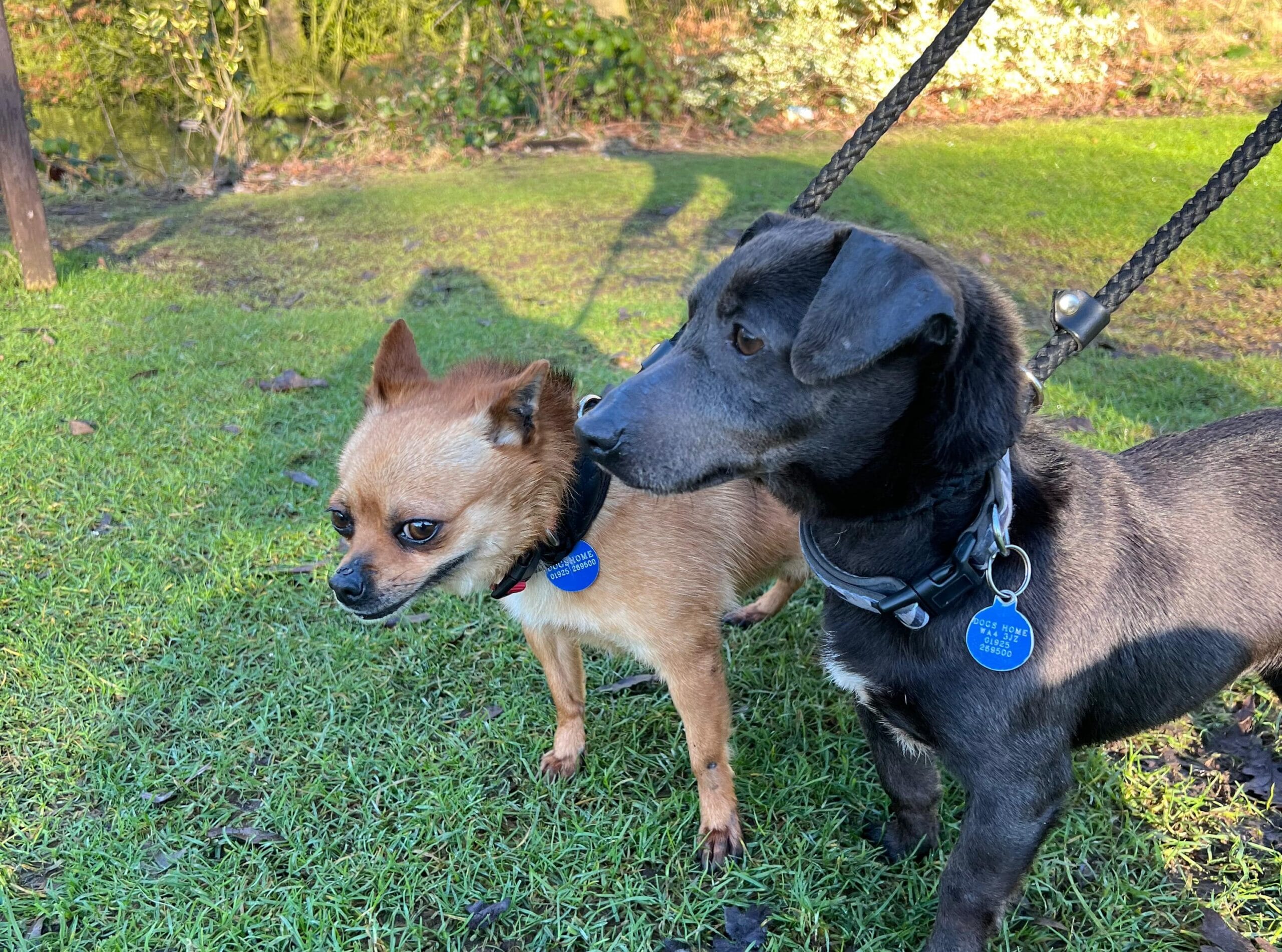 Honey & Felicia - Manchester & Cheshire Dogs Home