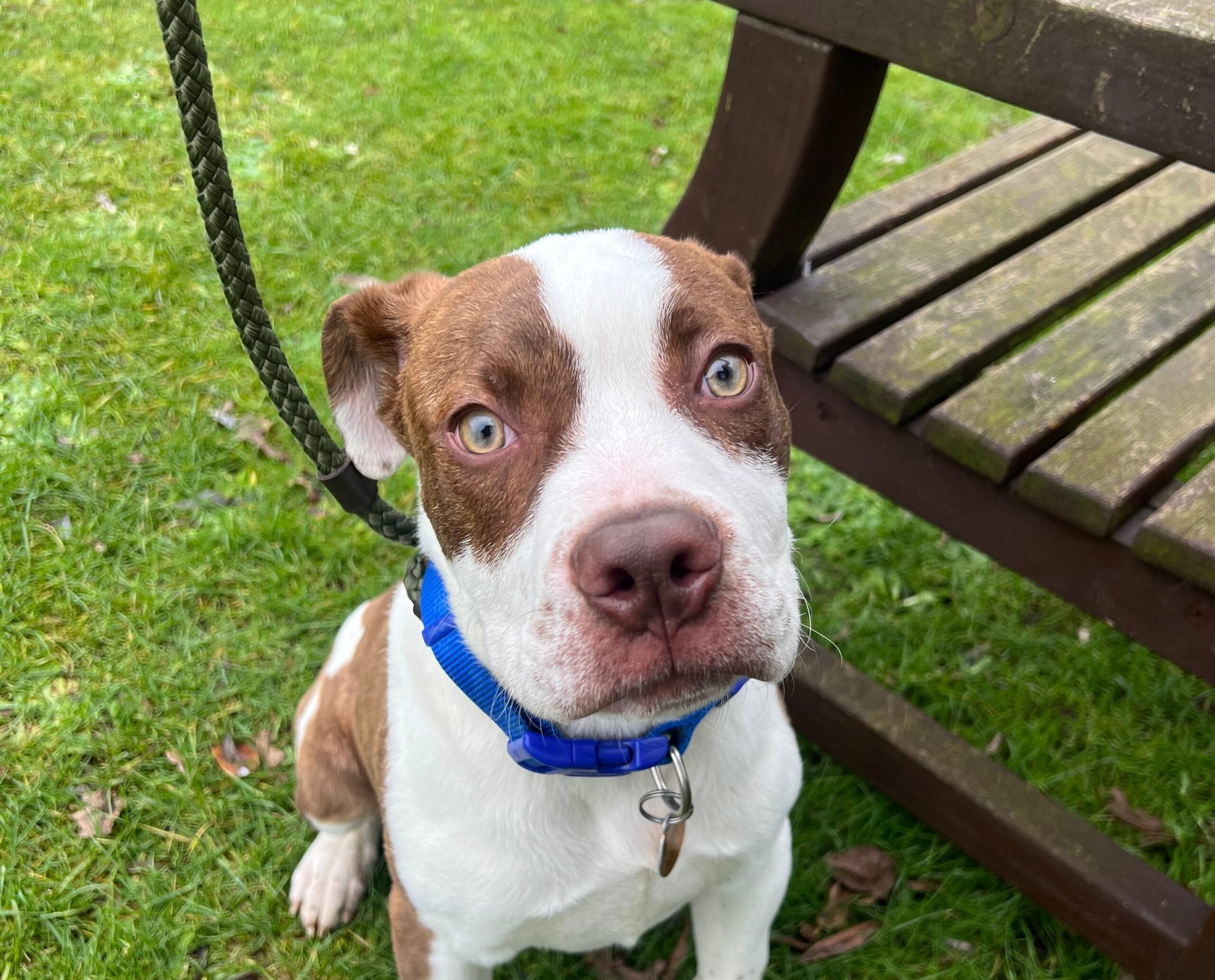 Joseph - Manchester & Cheshire Dogs Home