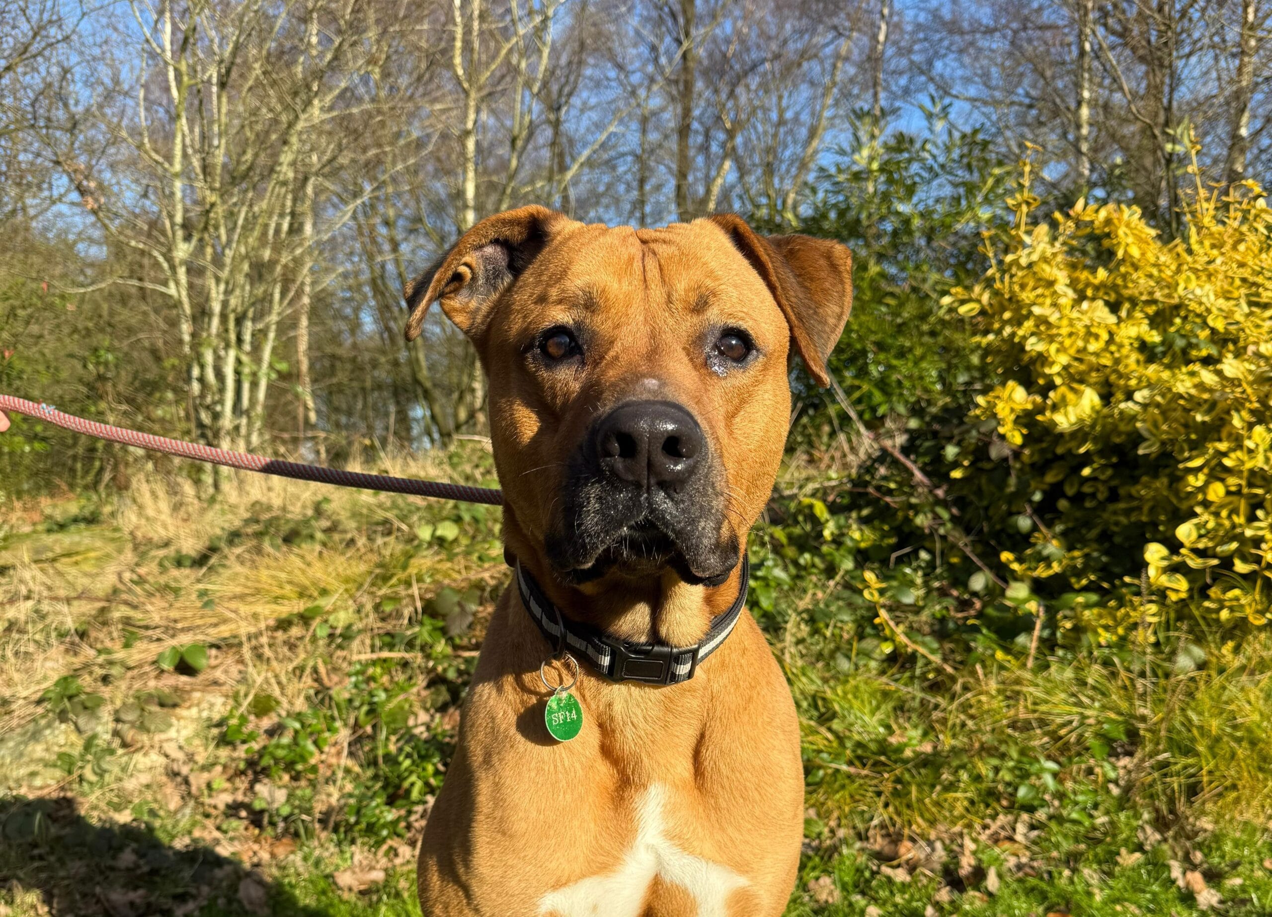 Dave - Manchester & Cheshire Dogs Home