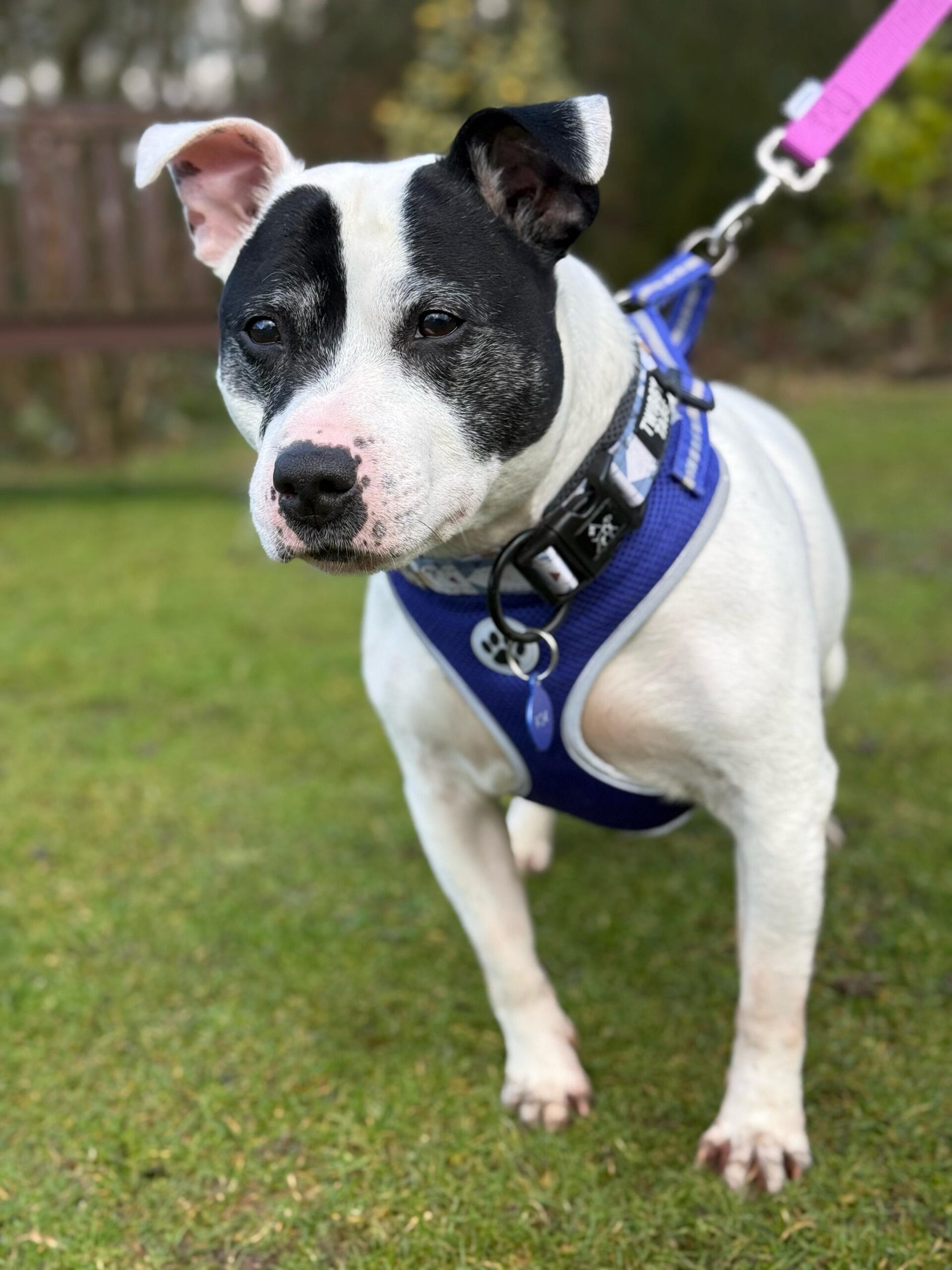Rodney - Manchester & Cheshire Dogs Home