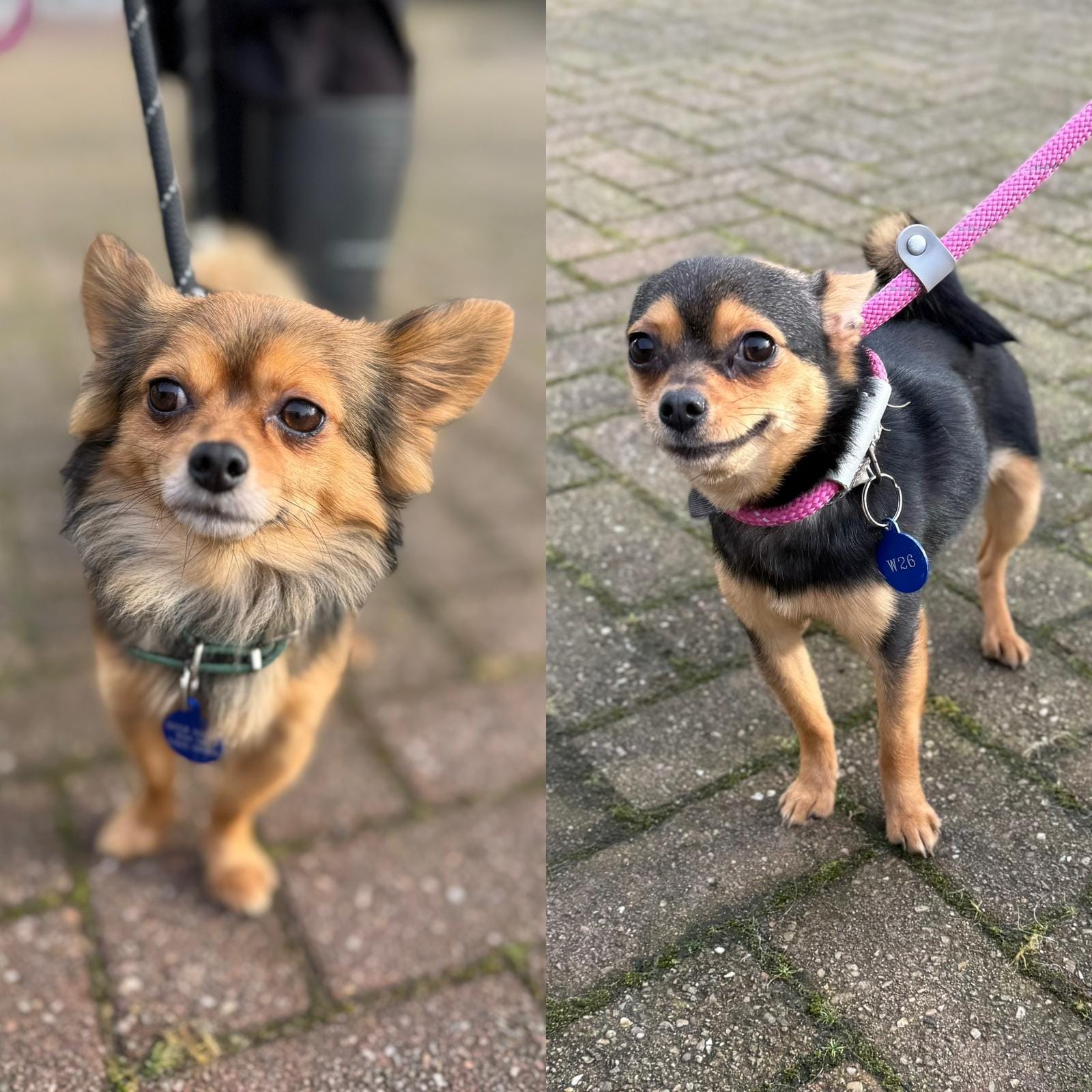 Romeo & Juliet - Manchester & Cheshire Dogs Home