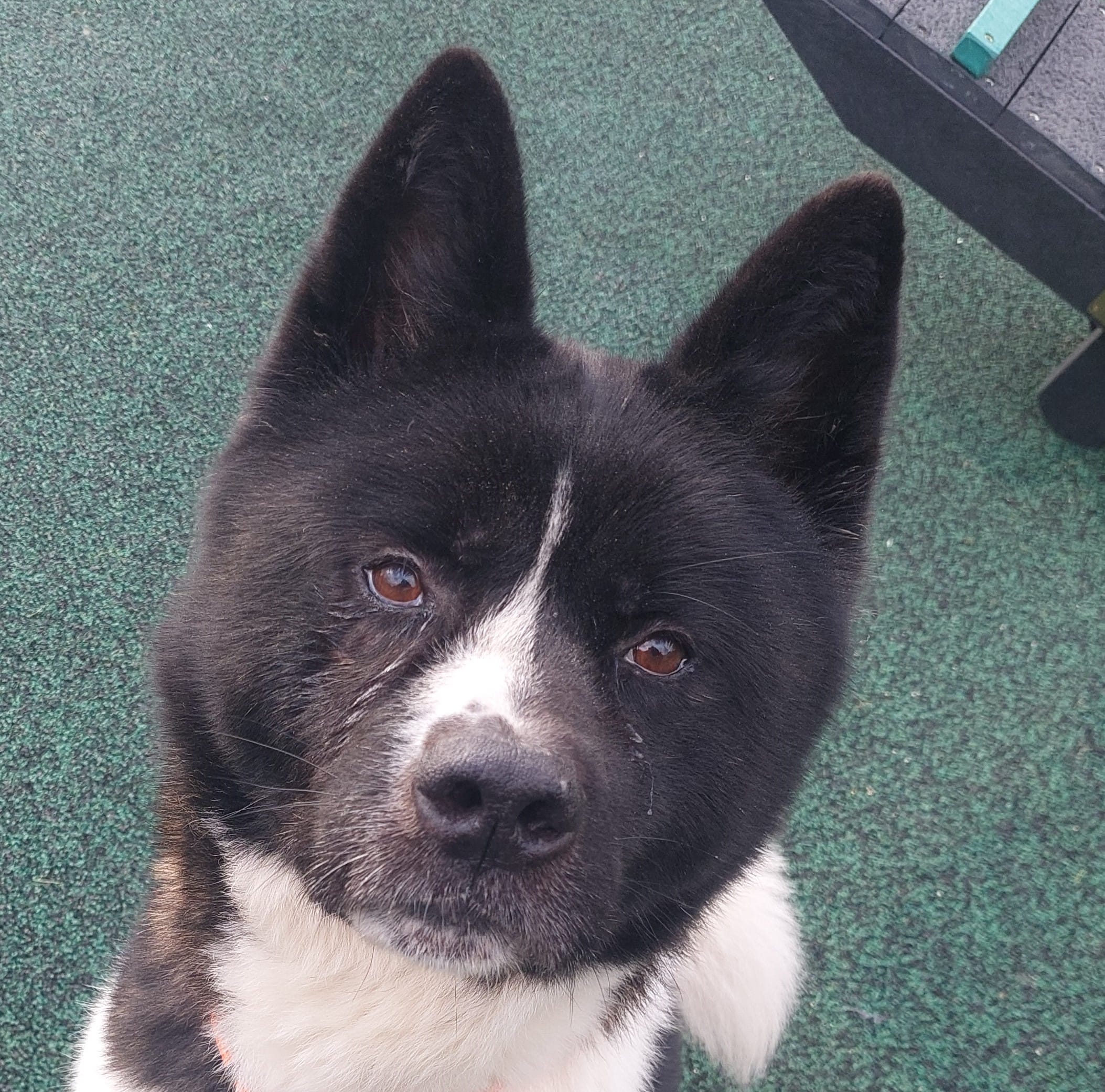 Ace - Manchester & Cheshire Dogs Home