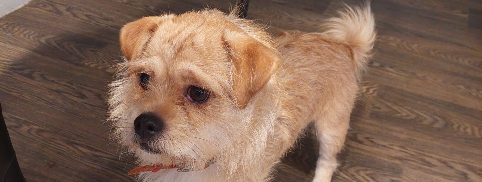 Daisy - Manchester & Cheshire Dogs Home