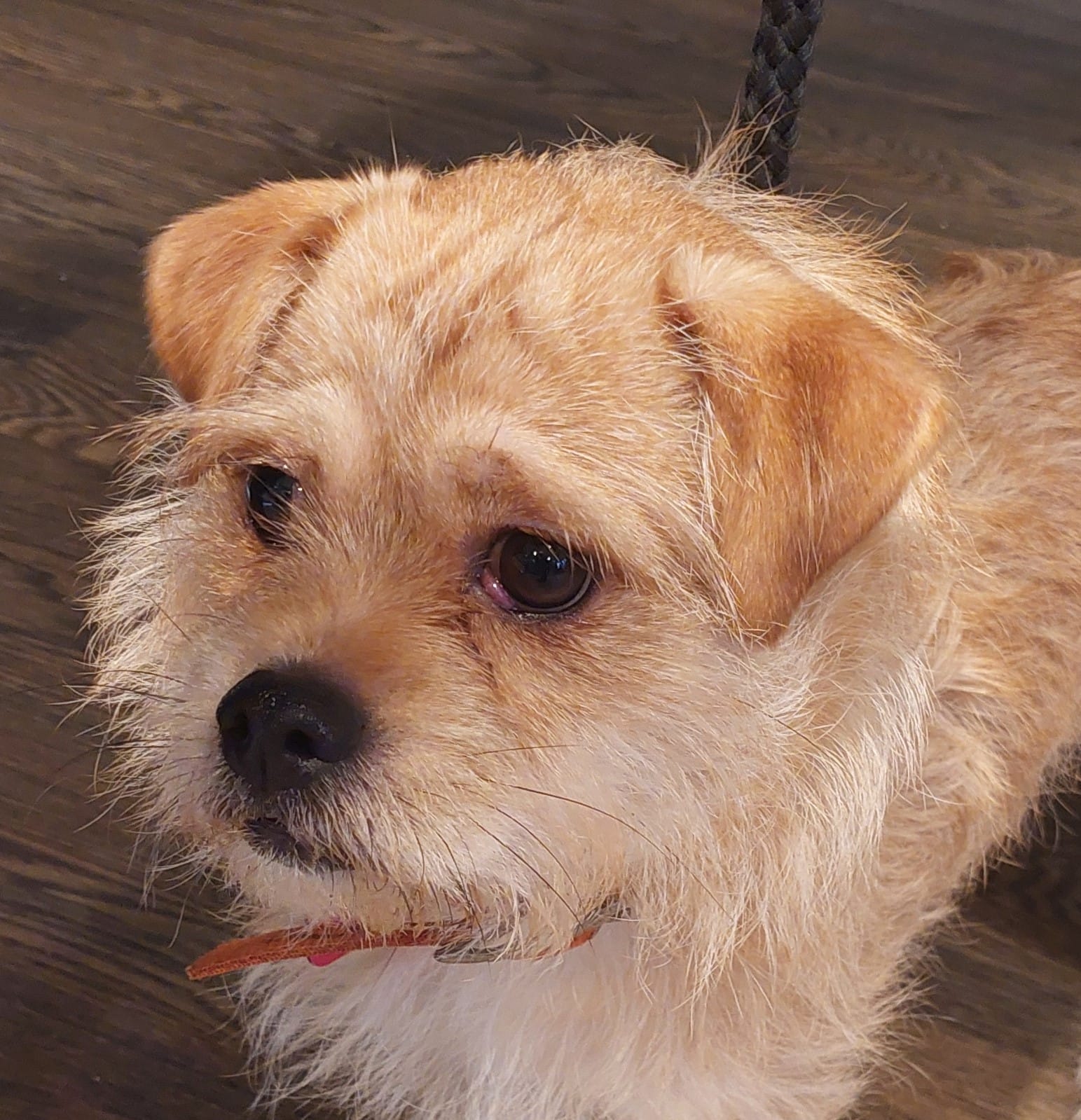 Daisy - Manchester & Cheshire Dogs Home