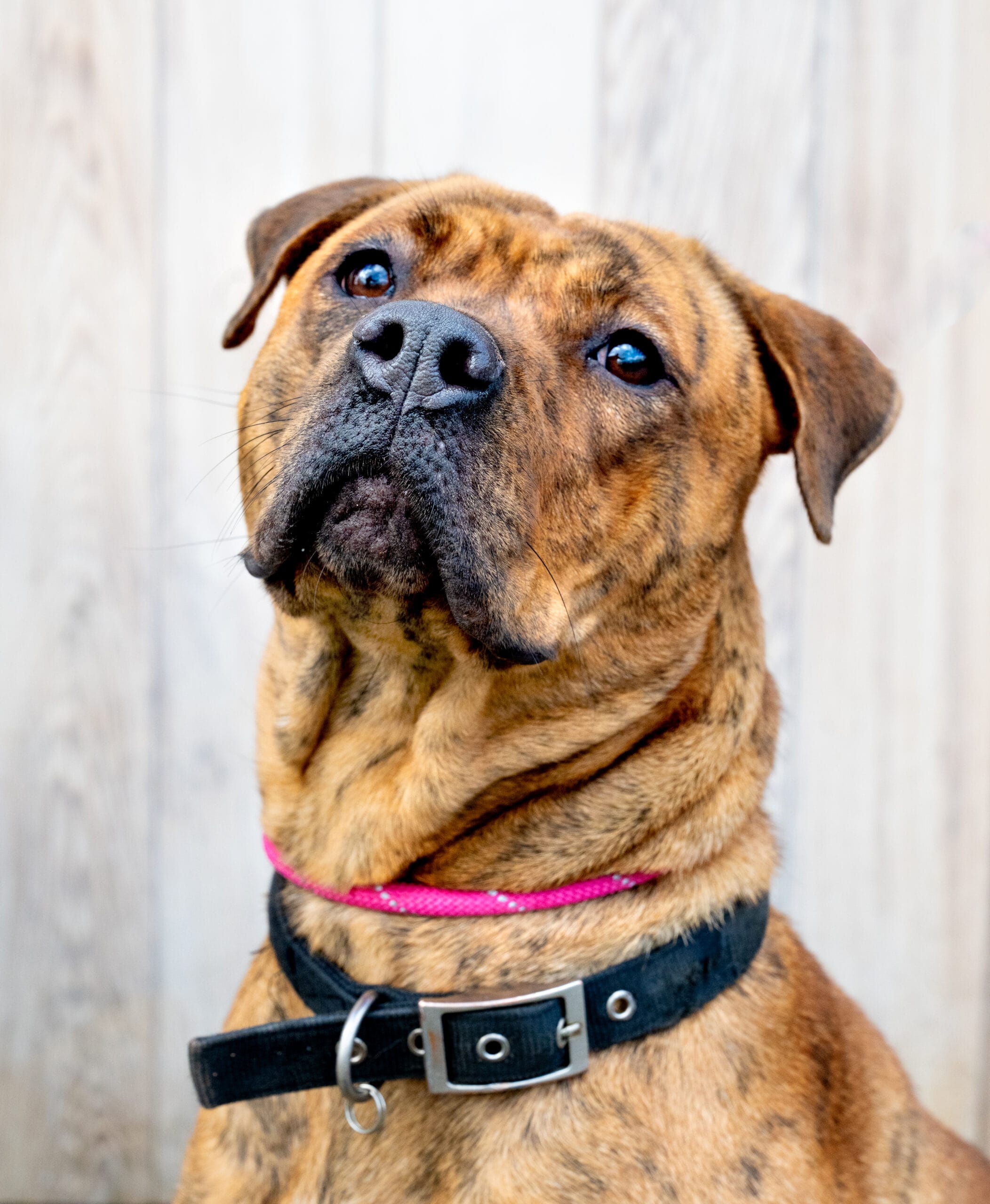 Gezoni - Manchester & Cheshire Dogs Home