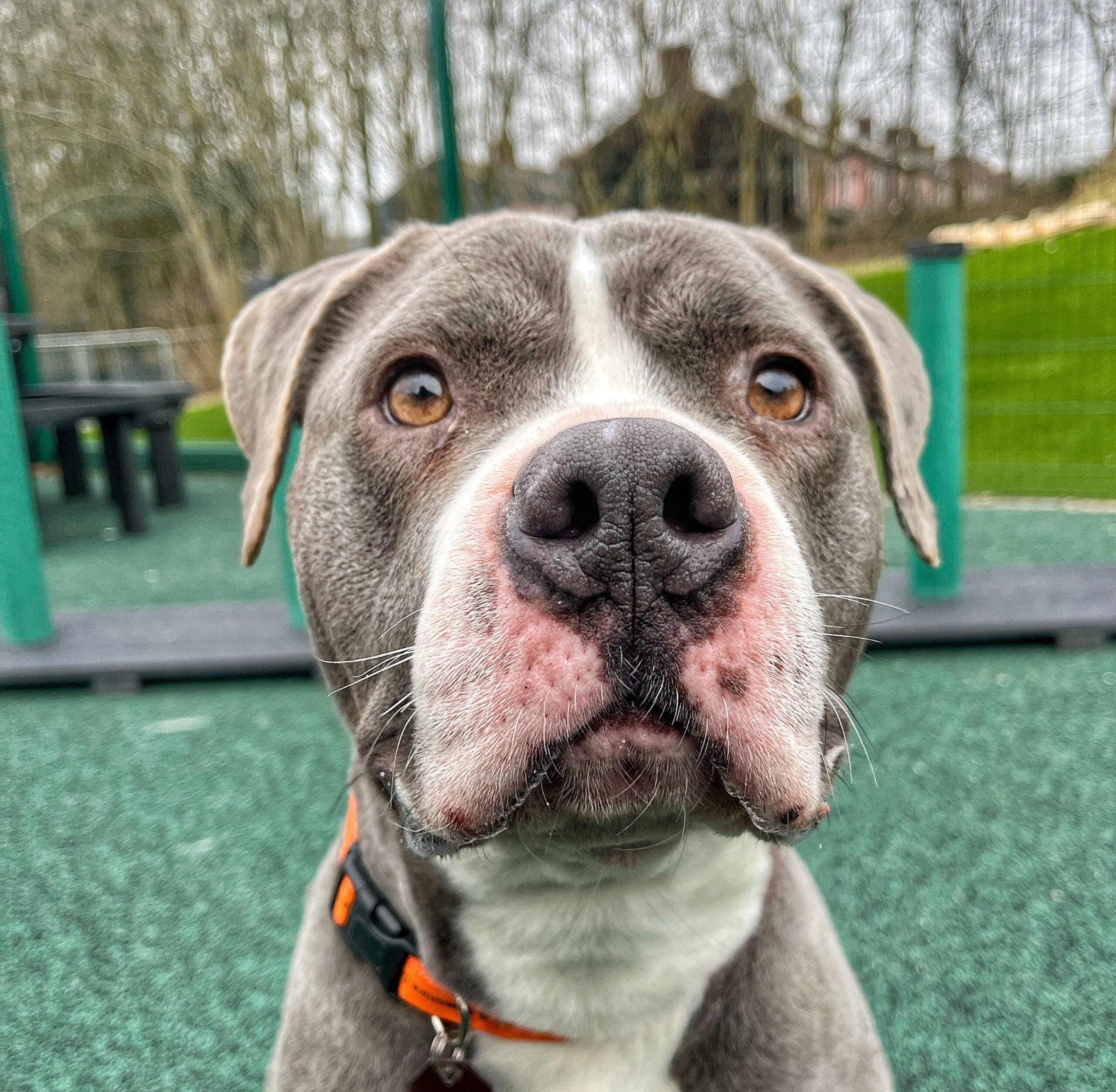 Keela - Manchester & Cheshire Dogs Home