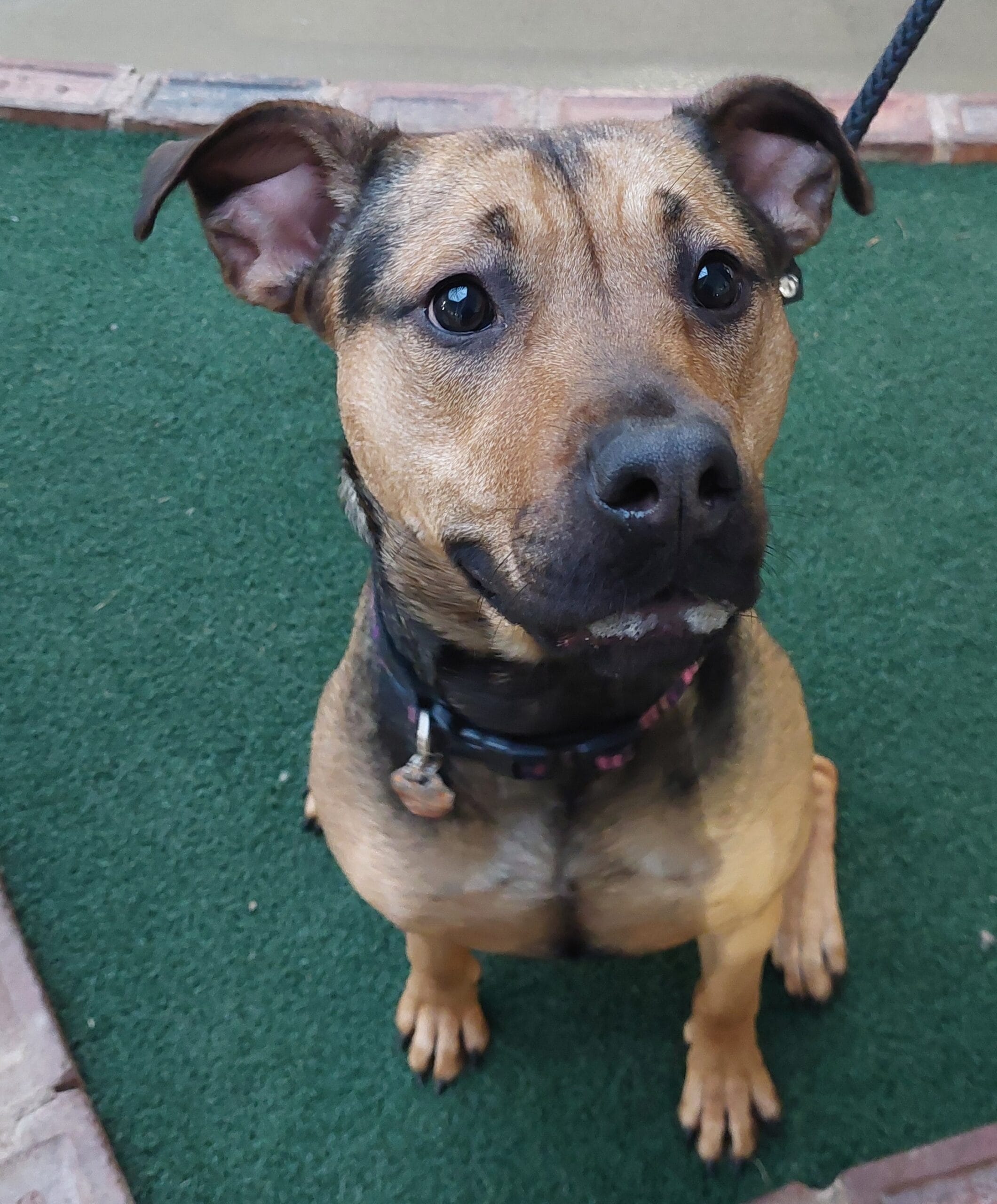 Maya - Manchester & Cheshire Dogs Home