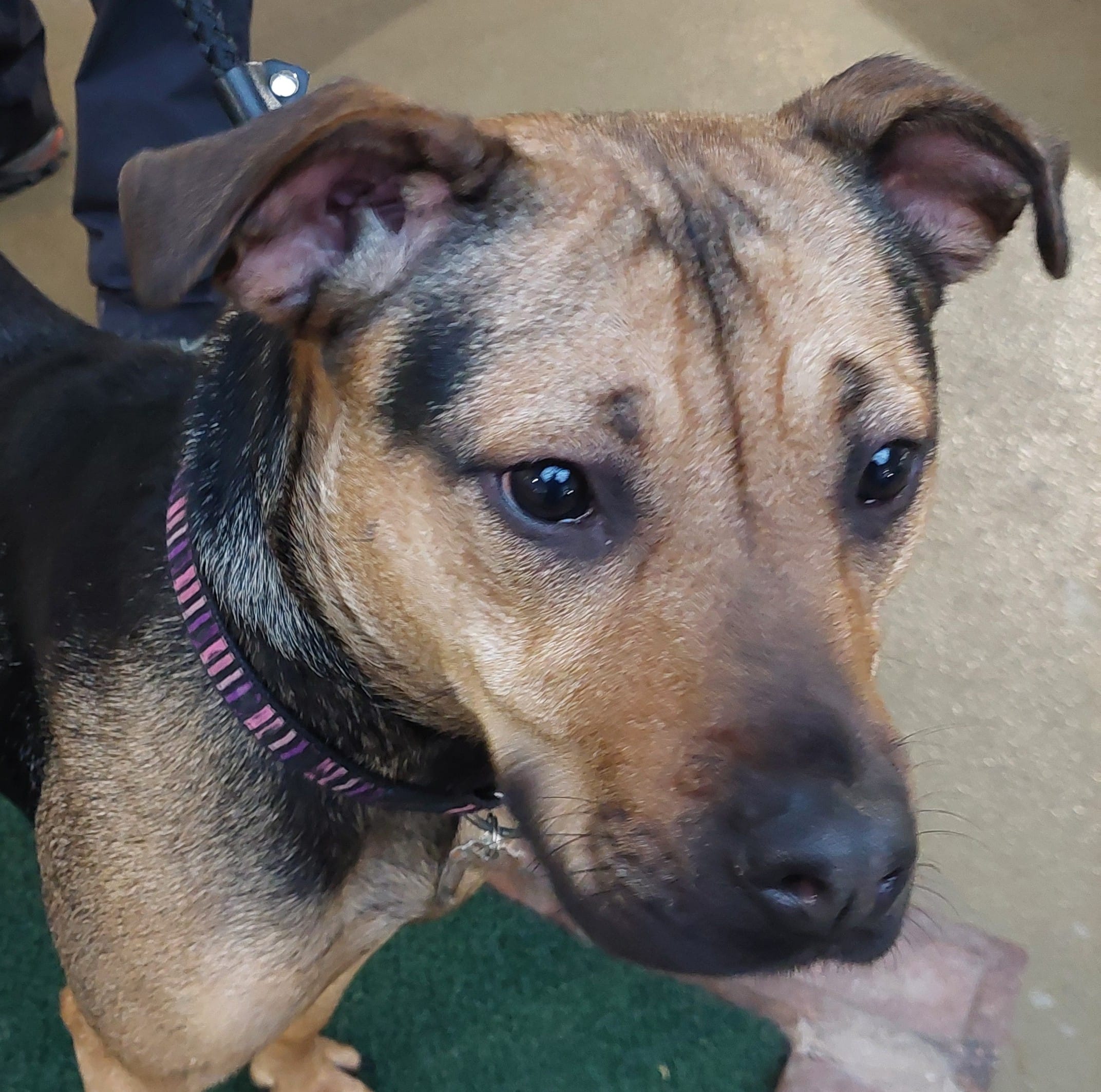 Maya - Manchester & Cheshire Dogs Home