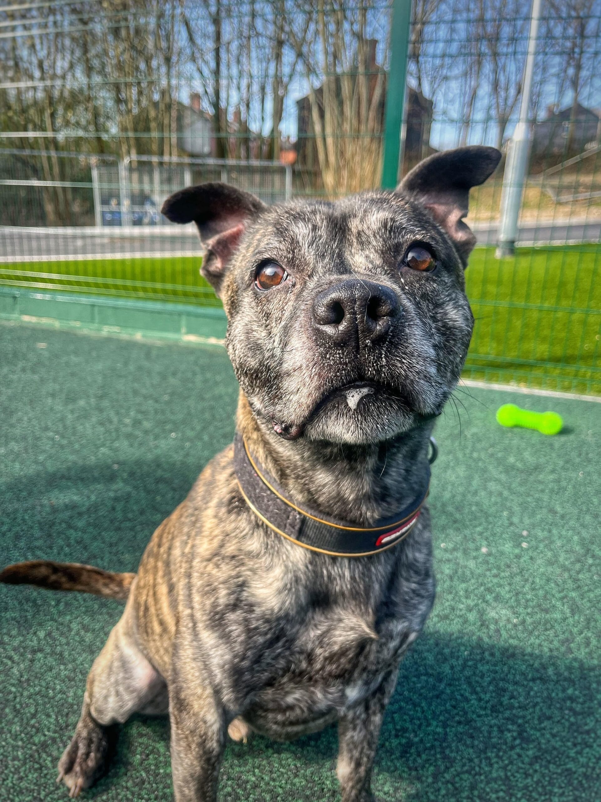 Albert - Manchester & Cheshire Dogs Home