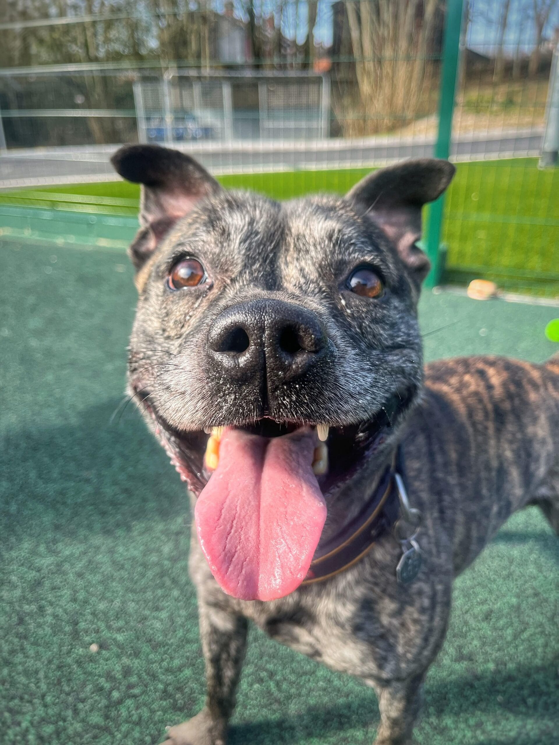 Albert - Manchester & Cheshire Dogs Home