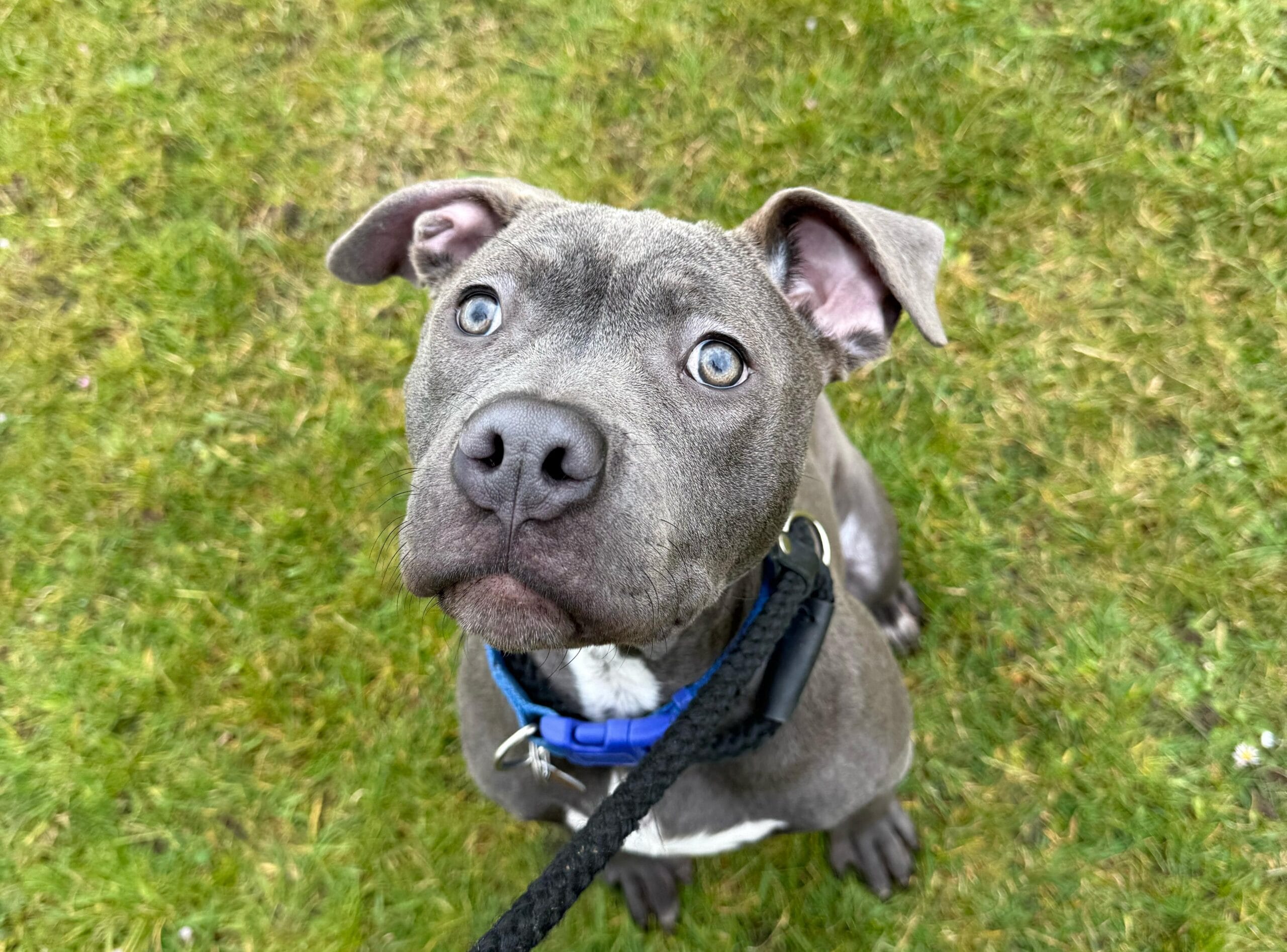 Athena - Manchester & Cheshire Dogs Home