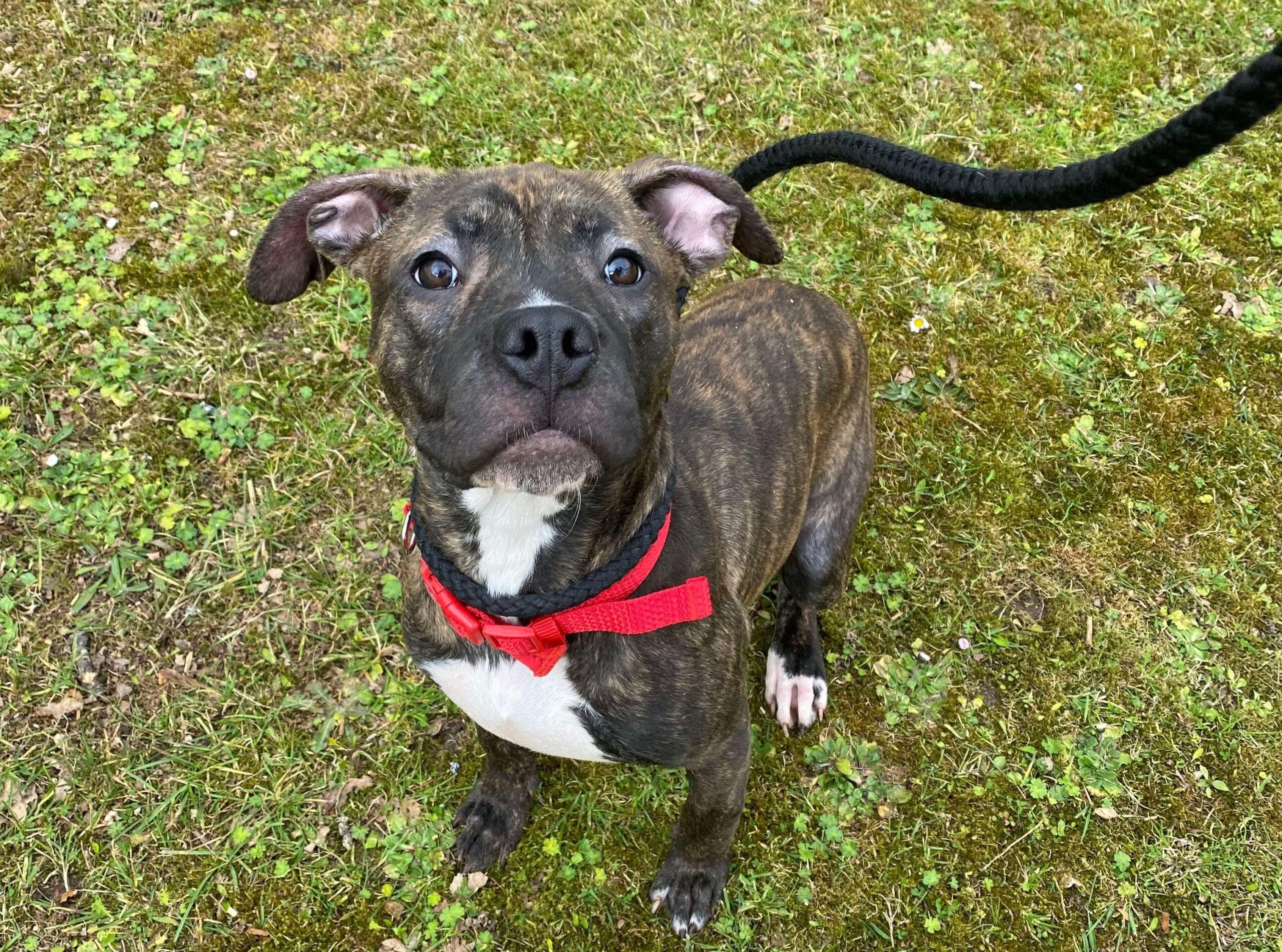 Cassie - Manchester & Cheshire Dogs Home