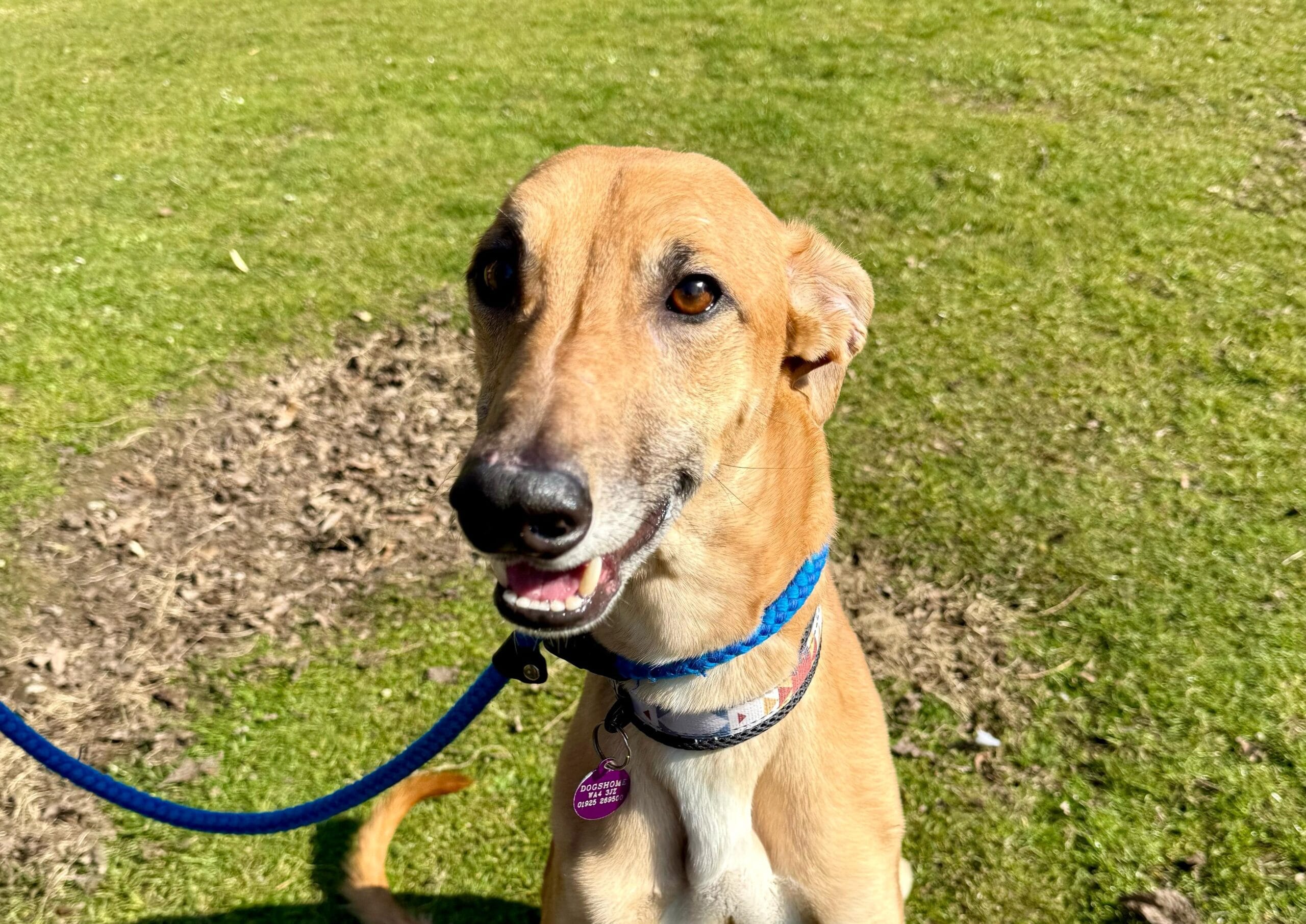 Pedro - Manchester & Cheshire Dogs Home