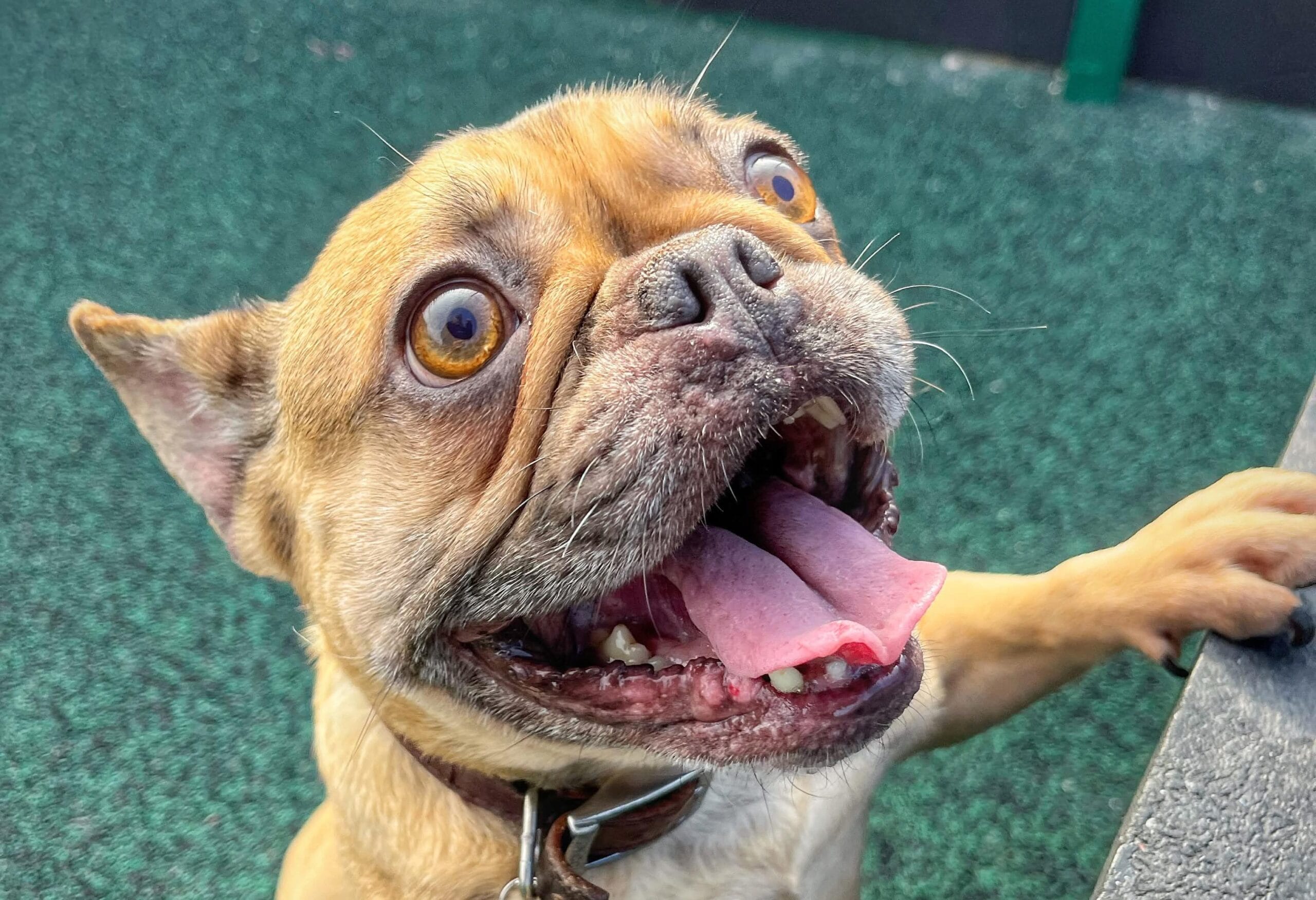Polly - Manchester & Cheshire Dogs Home