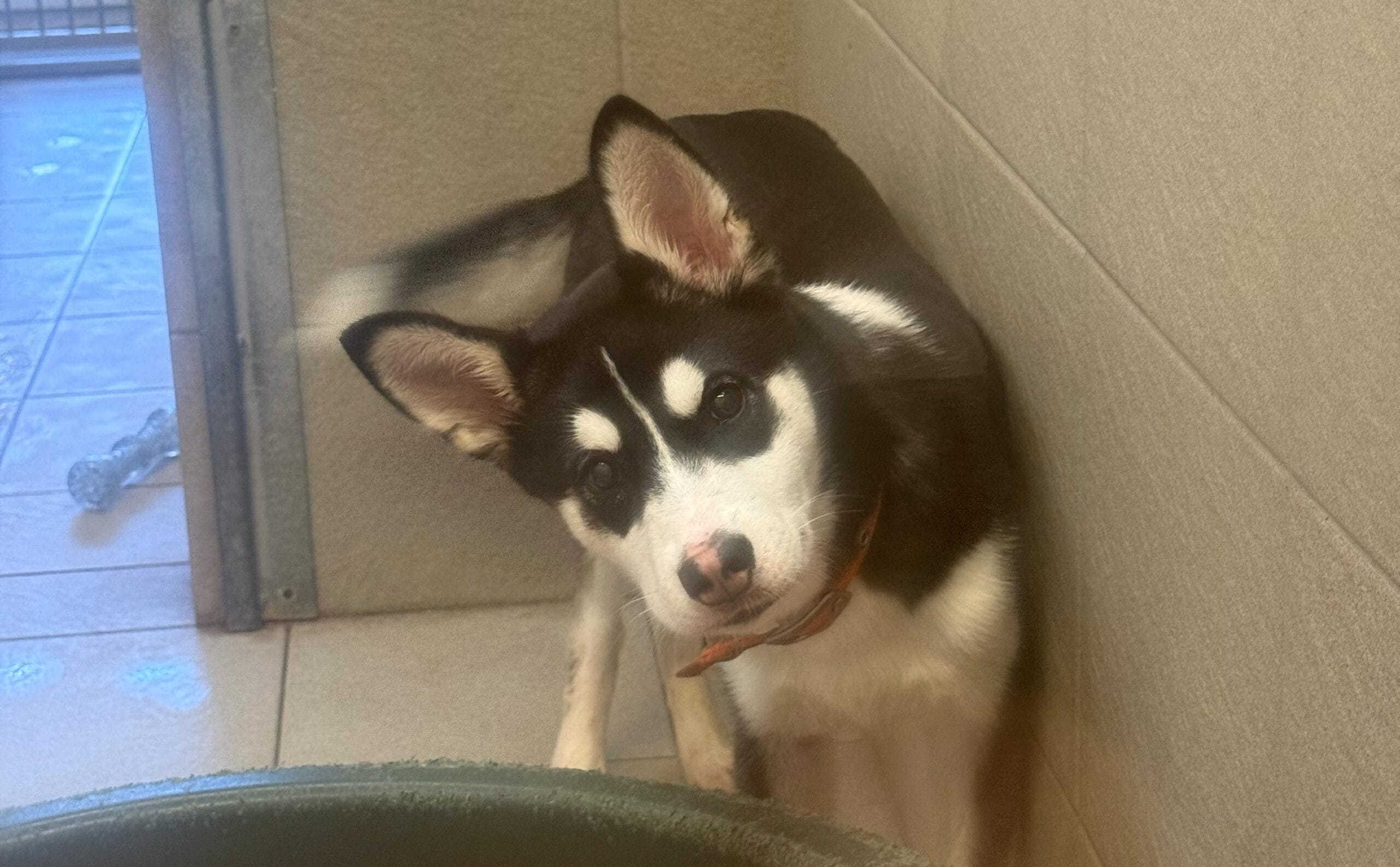 Valkyrie - Manchester & Cheshire Dogs Home