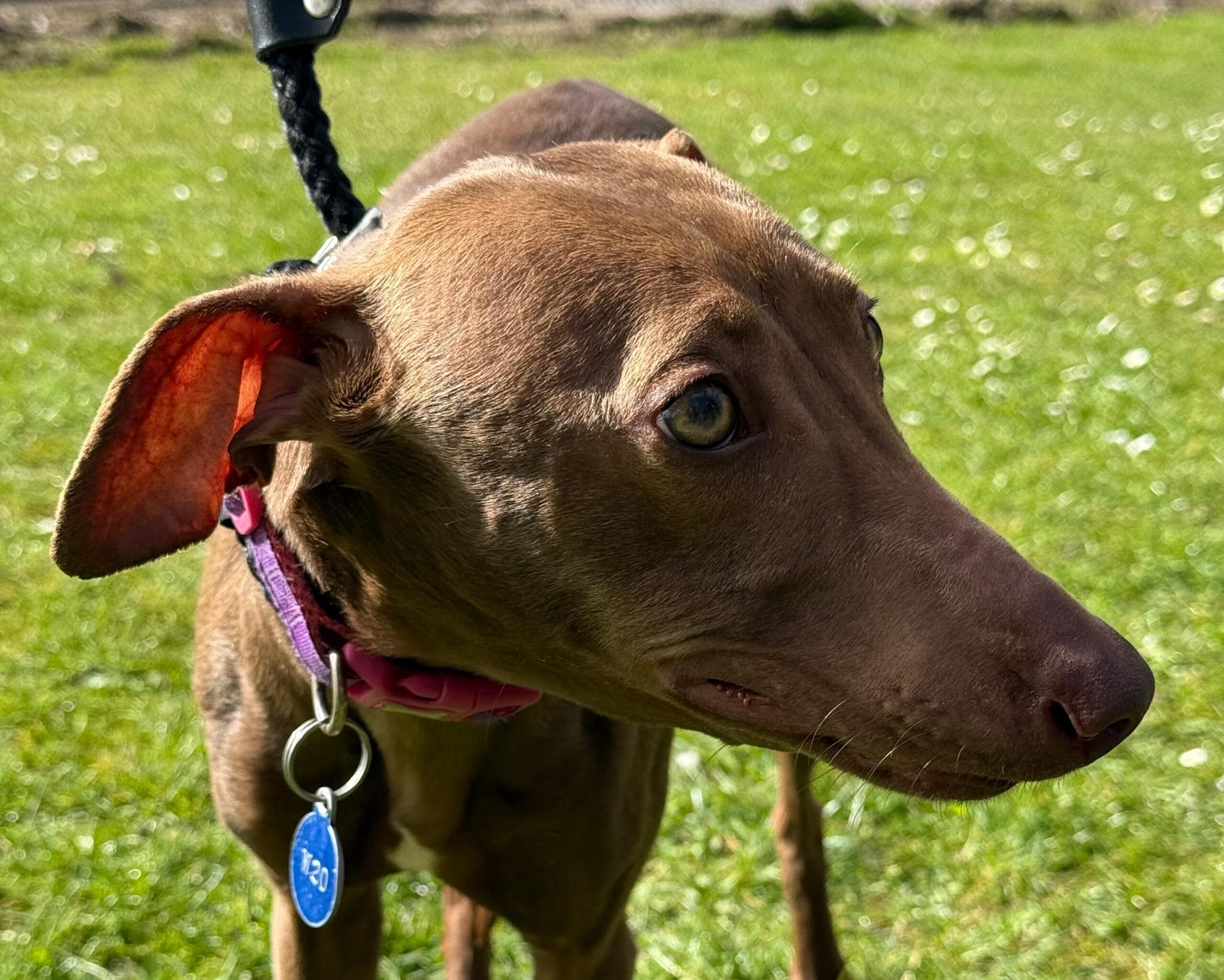 Harper - Manchester & Cheshire Dogs Home