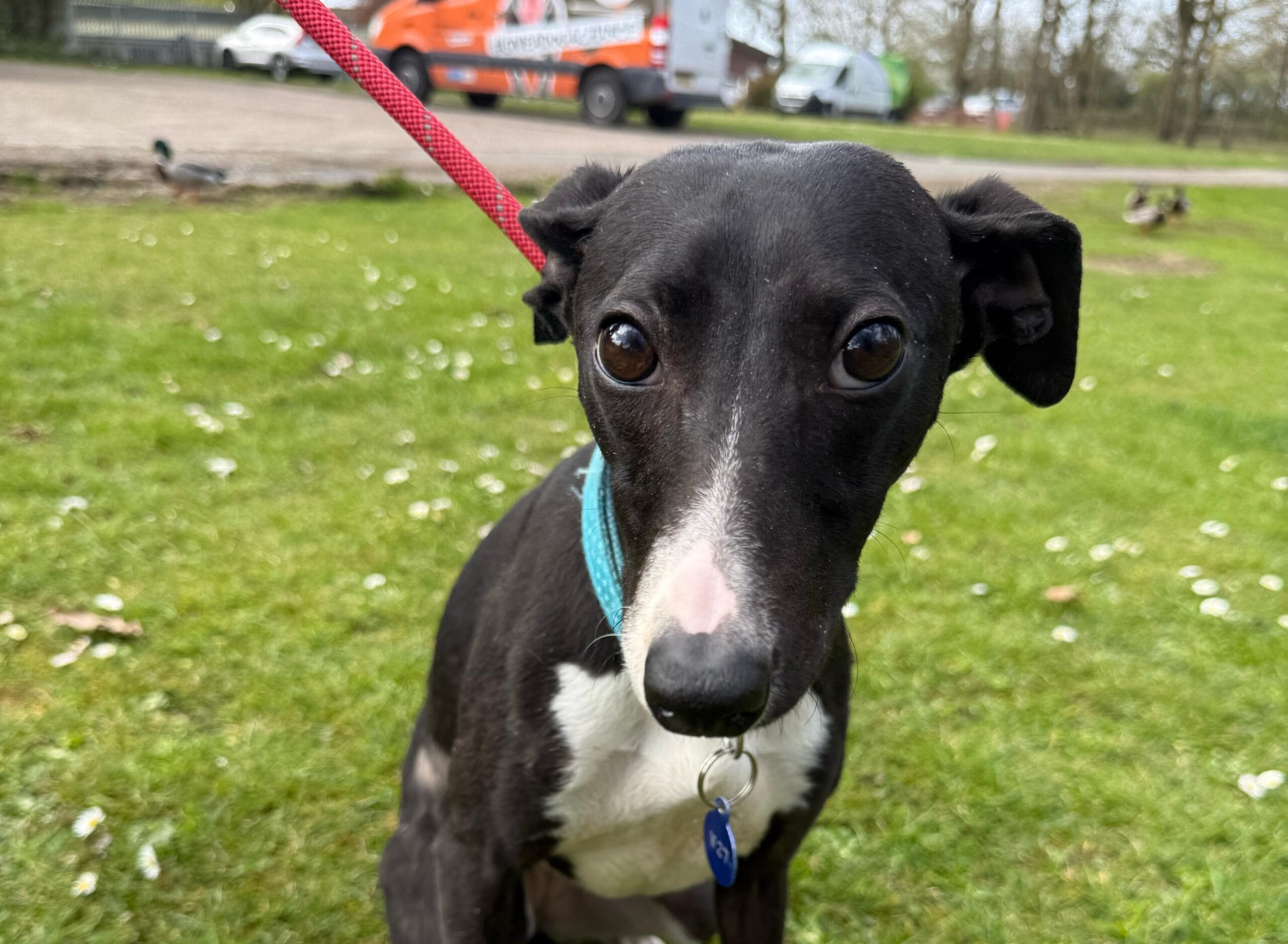 Robyn - Manchester & Cheshire Dogs Home
