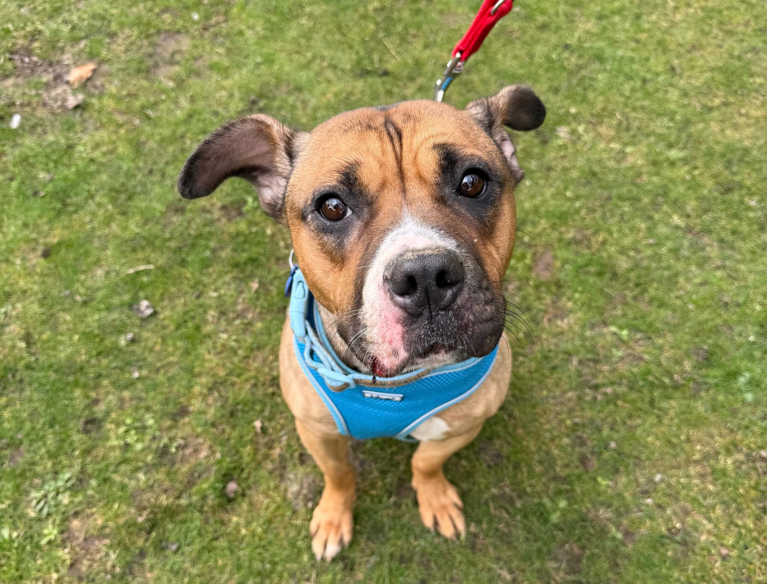 Clara - Manchester & Cheshire Dogs Home