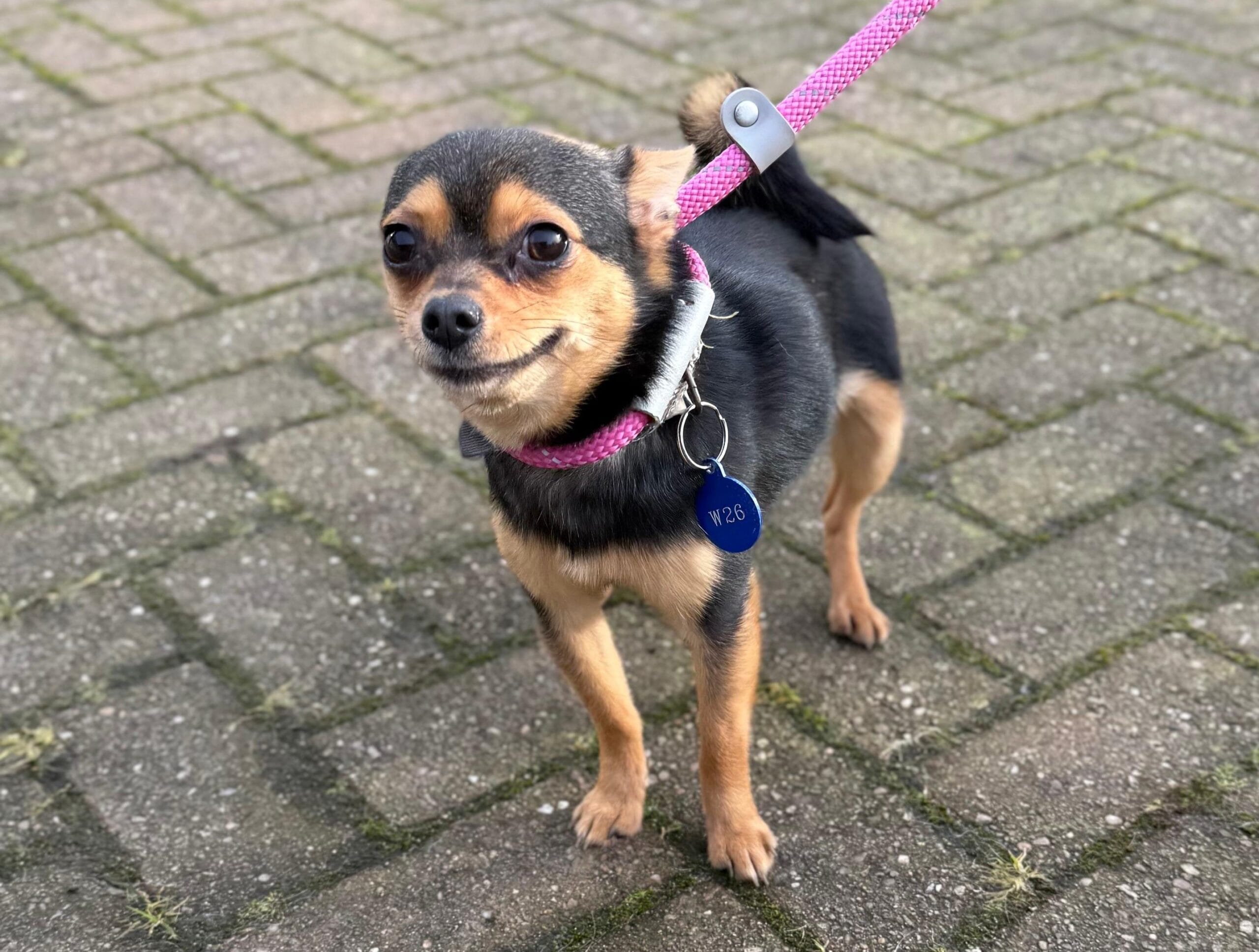 Juliet - Manchester & Cheshire Dogs Home