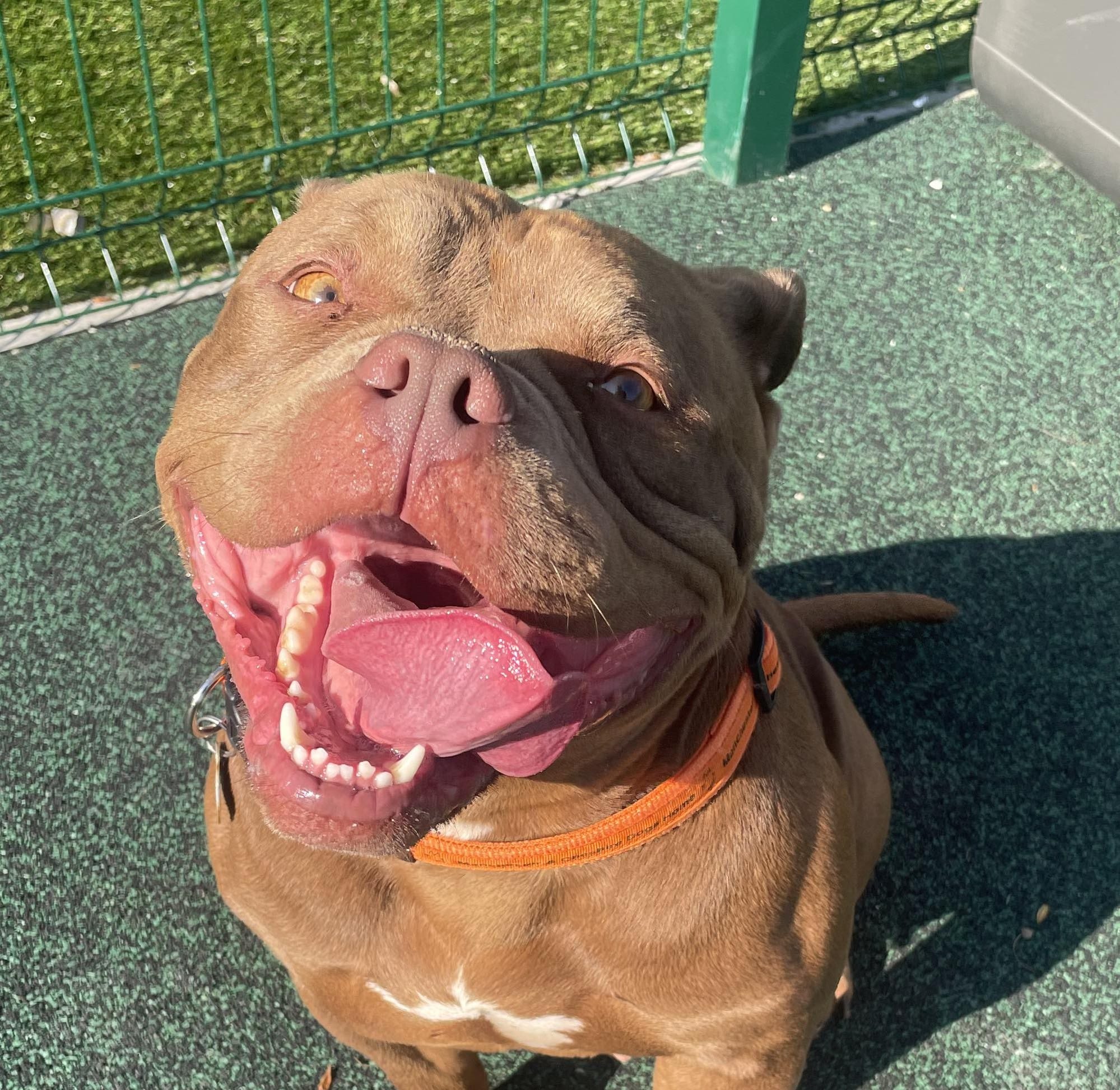 Pip - Manchester & Cheshire Dogs Home
