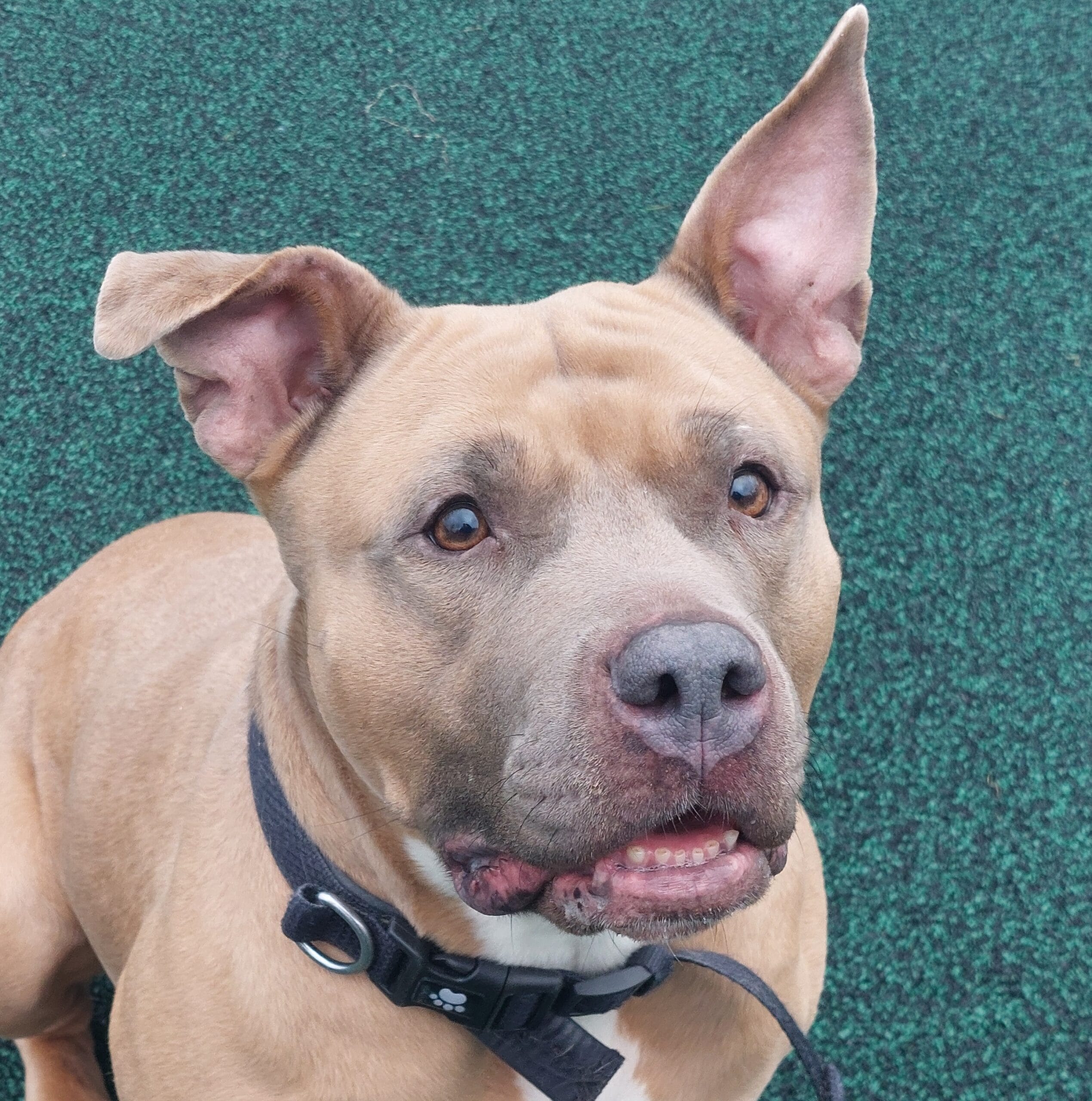 Sandy - Manchester & Cheshire Dogs Home