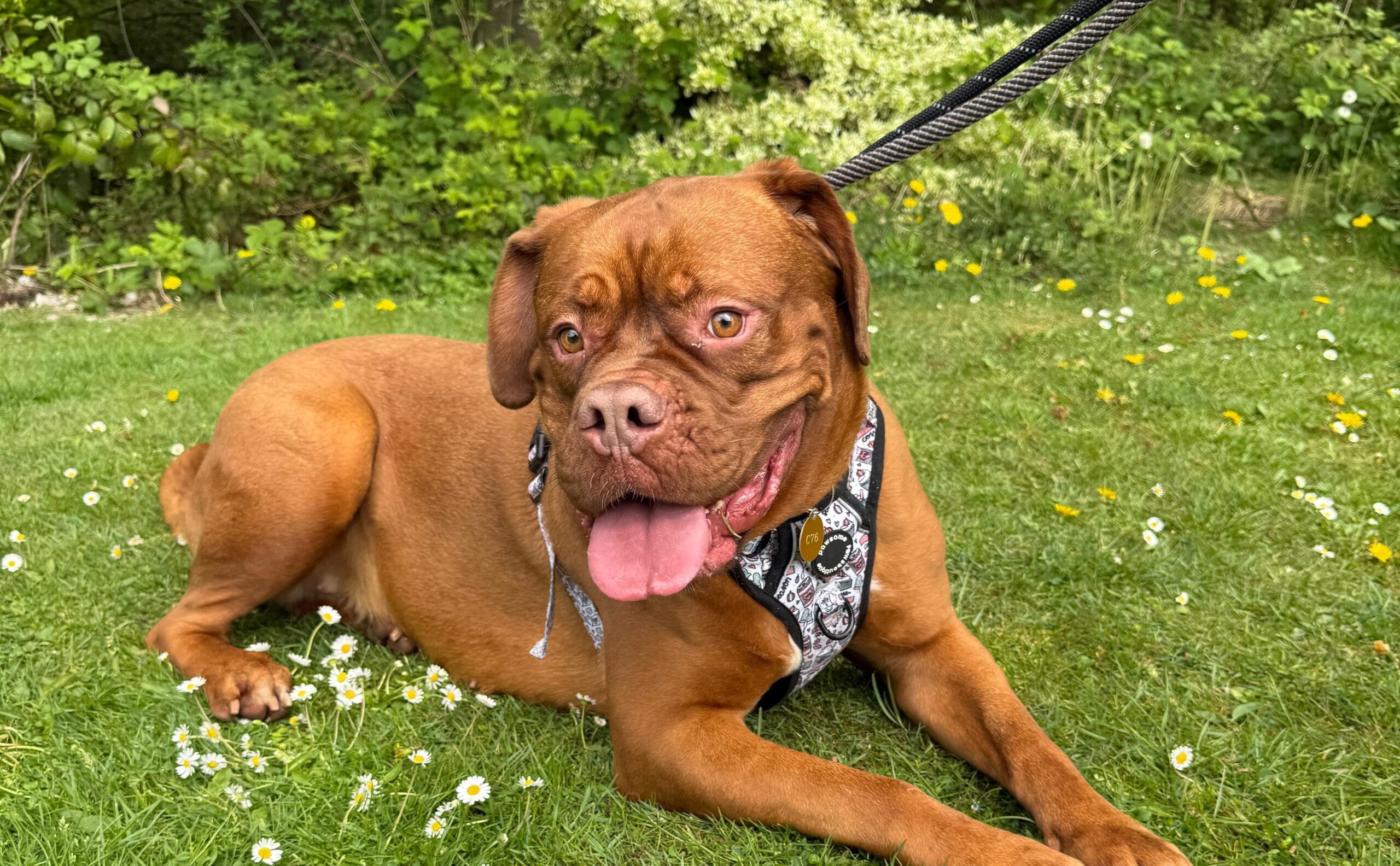 Mocha - Manchester & Cheshire Dogs Home