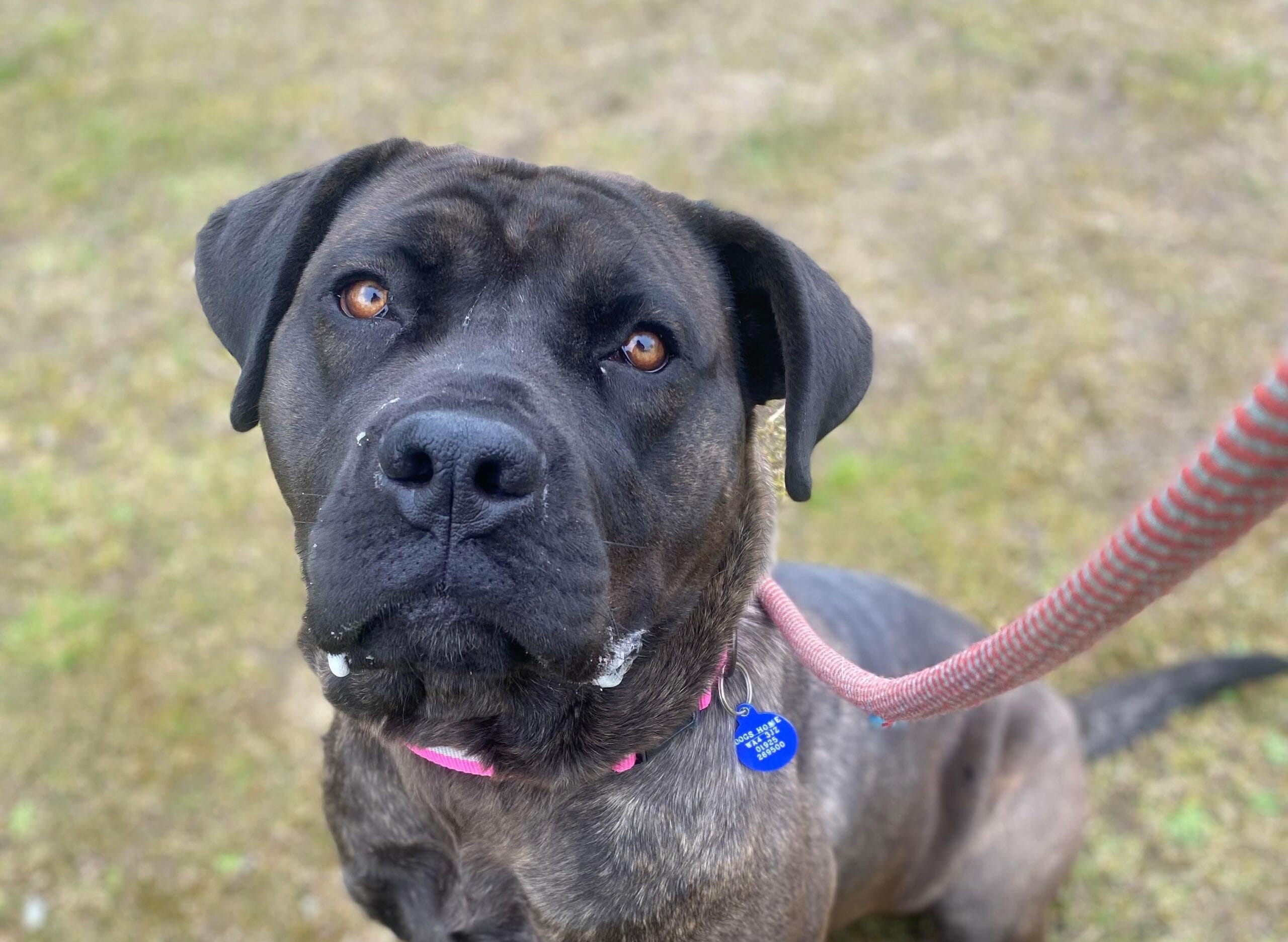 Bianca - Manchester & Cheshire Dogs Home