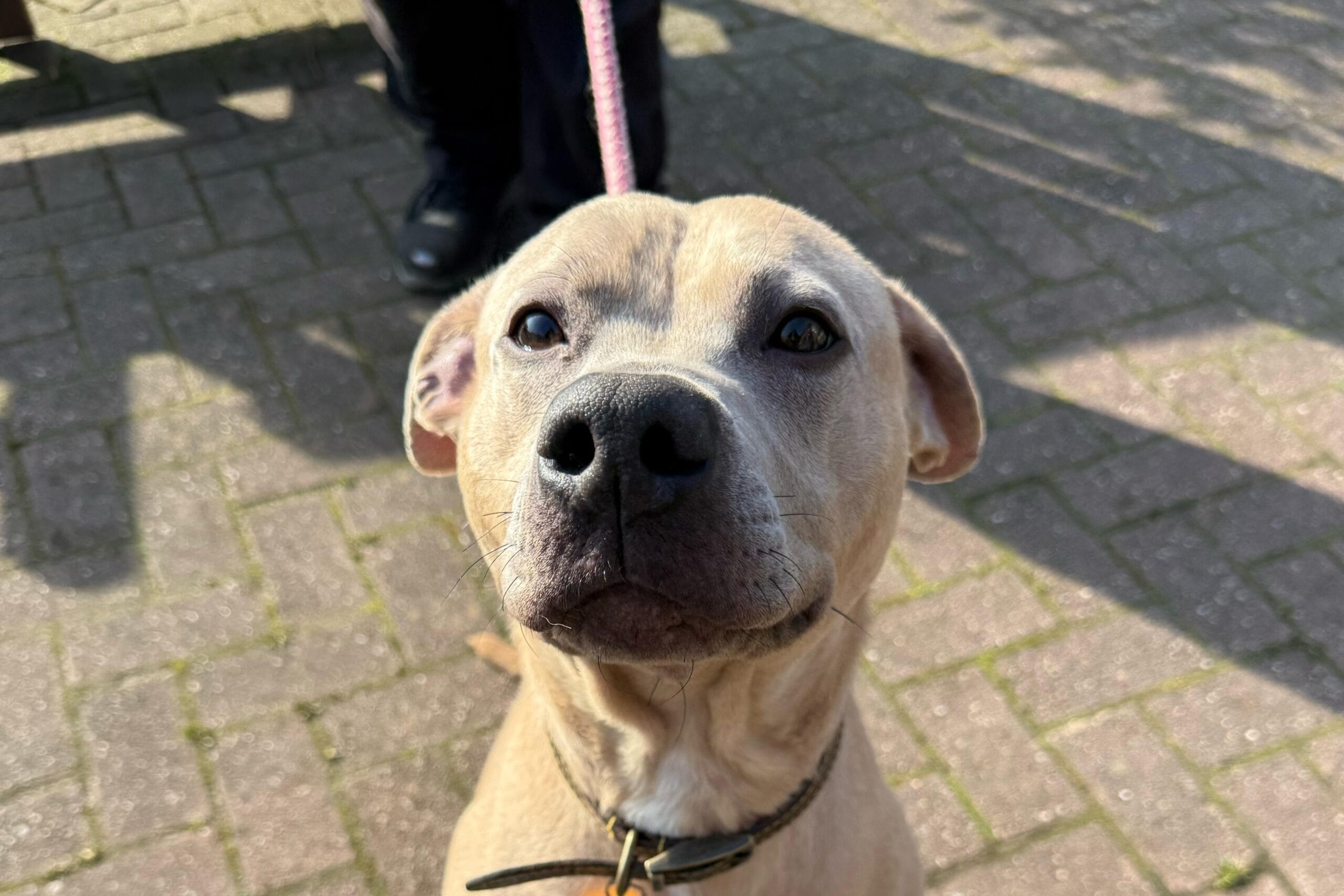 Laura - Manchester & Cheshire Dogs Home