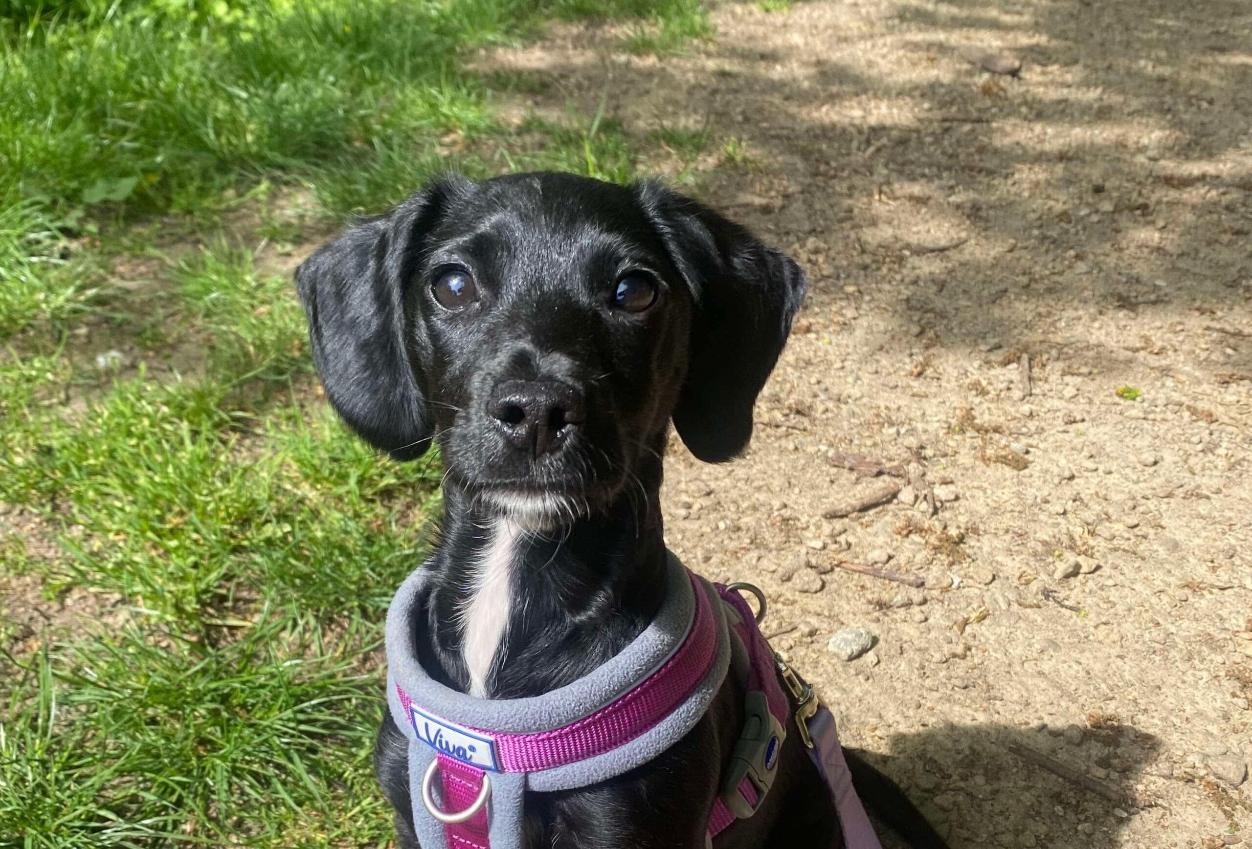 Brenda - Manchester & Cheshire Dogs Home