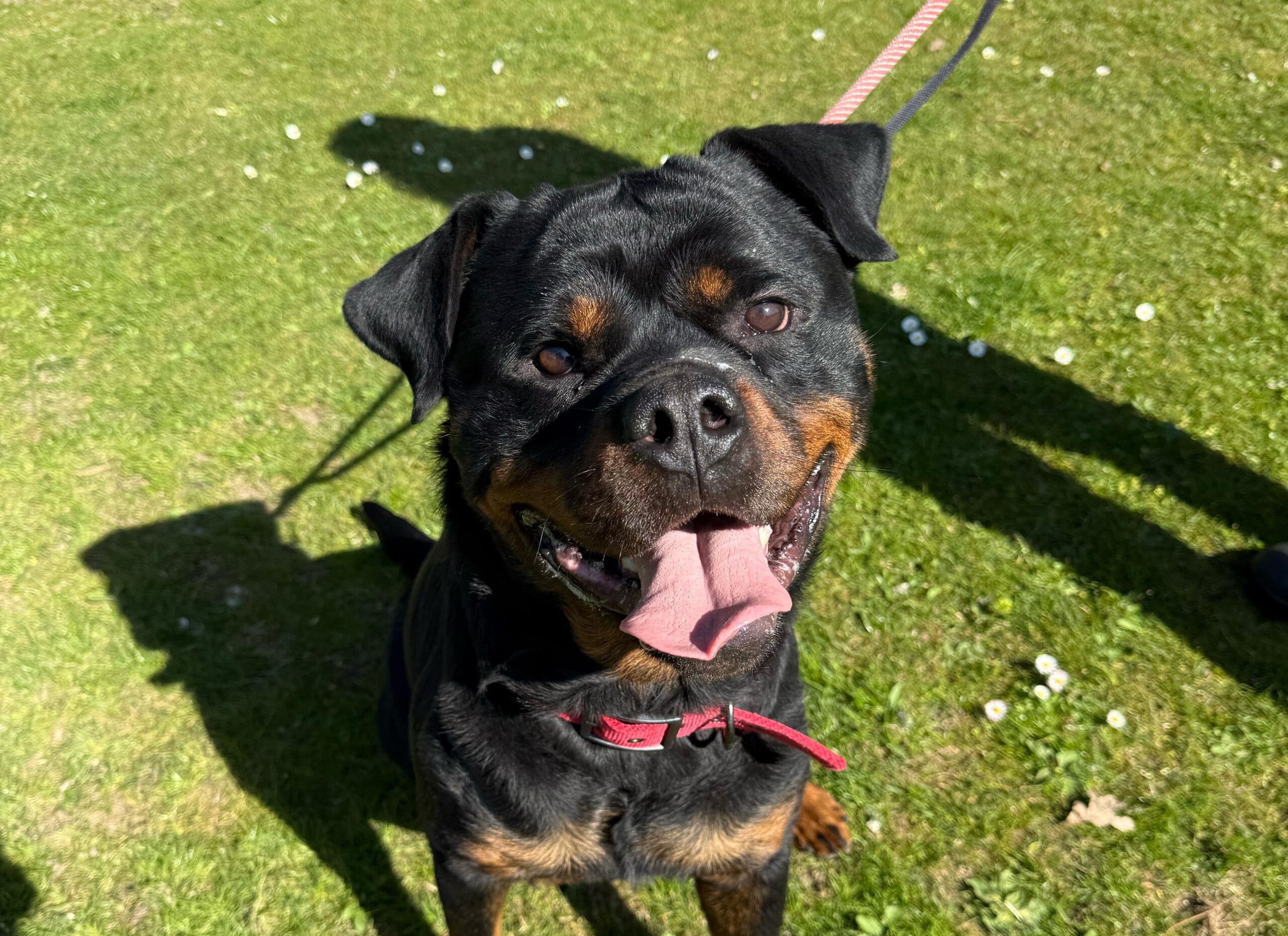 Scott - Manchester & Cheshire Dogs Home