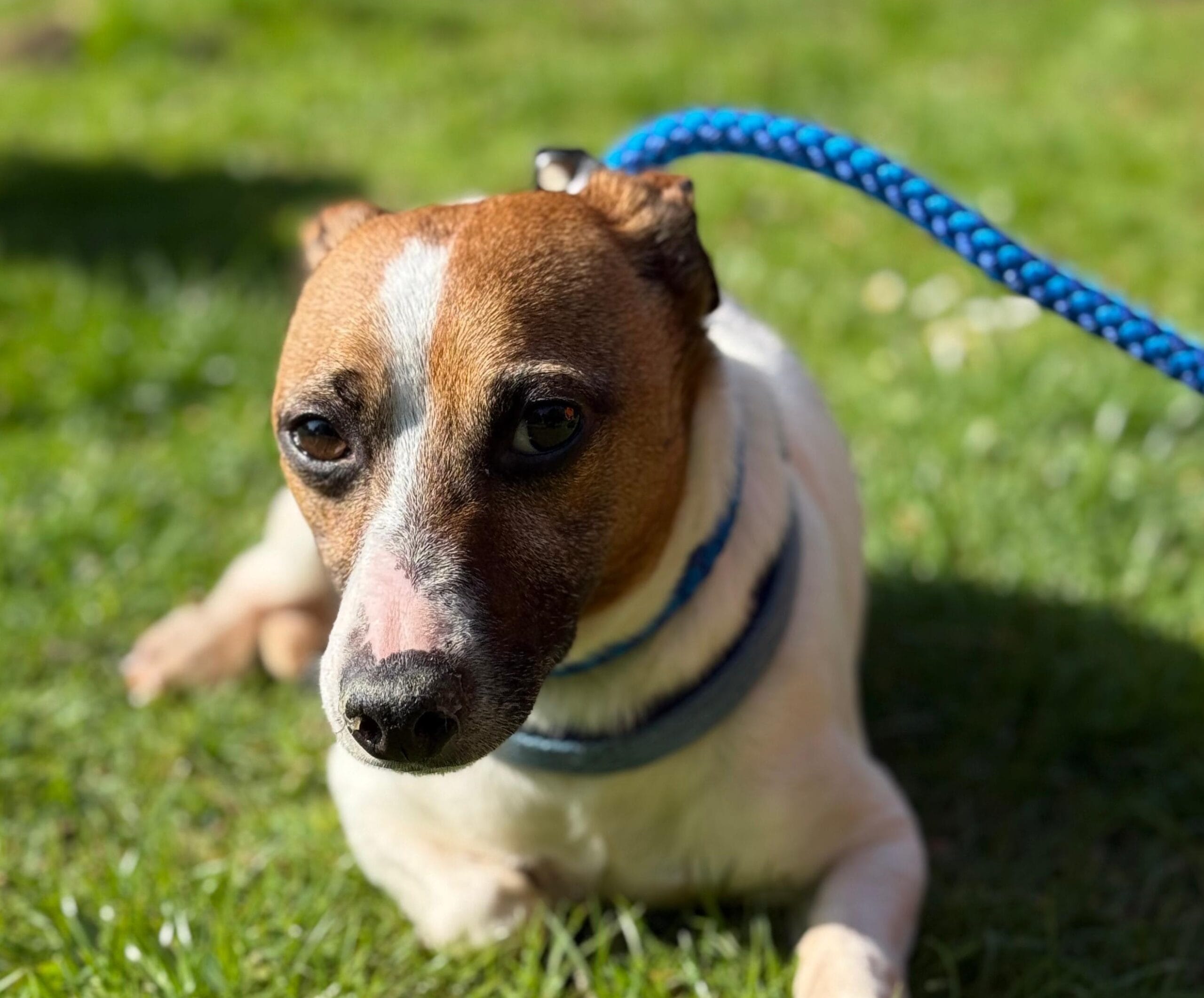 Marty - Manchester & Cheshire Dogs Home