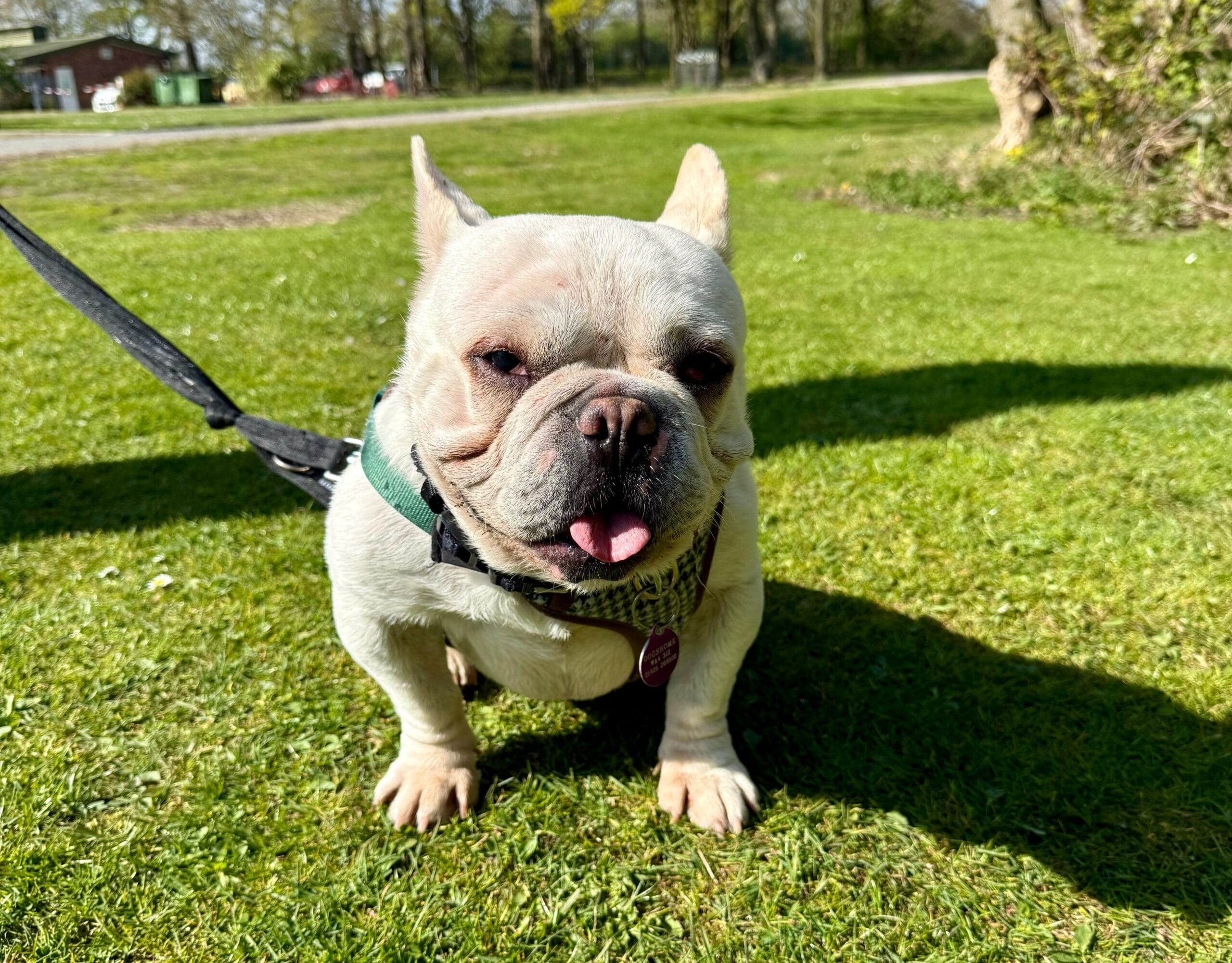 Wes - Manchester & Cheshire Dogs Home