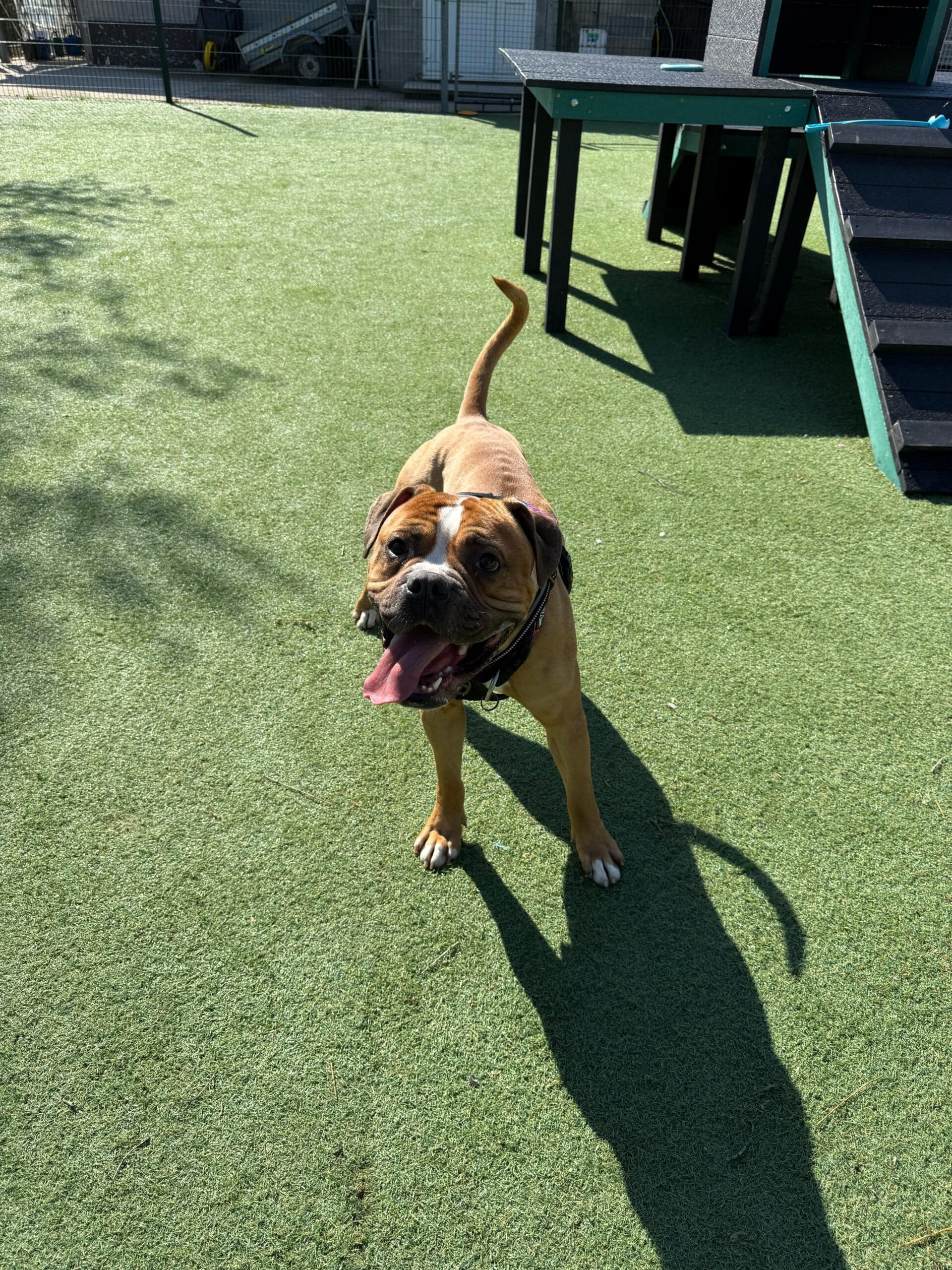 Kilo - Manchester & Cheshire Dogs Home