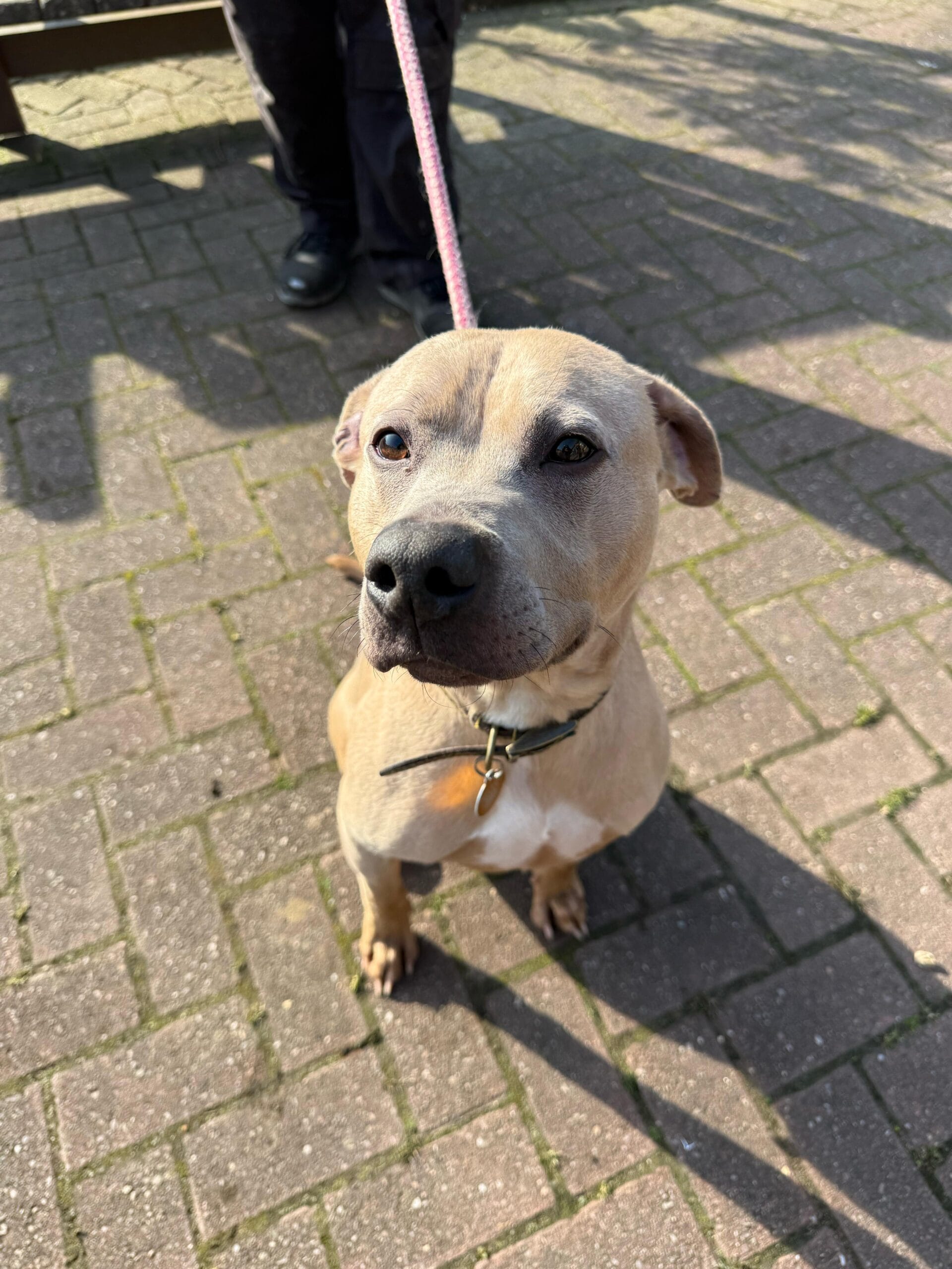 Laura - Manchester & Cheshire Dogs Home