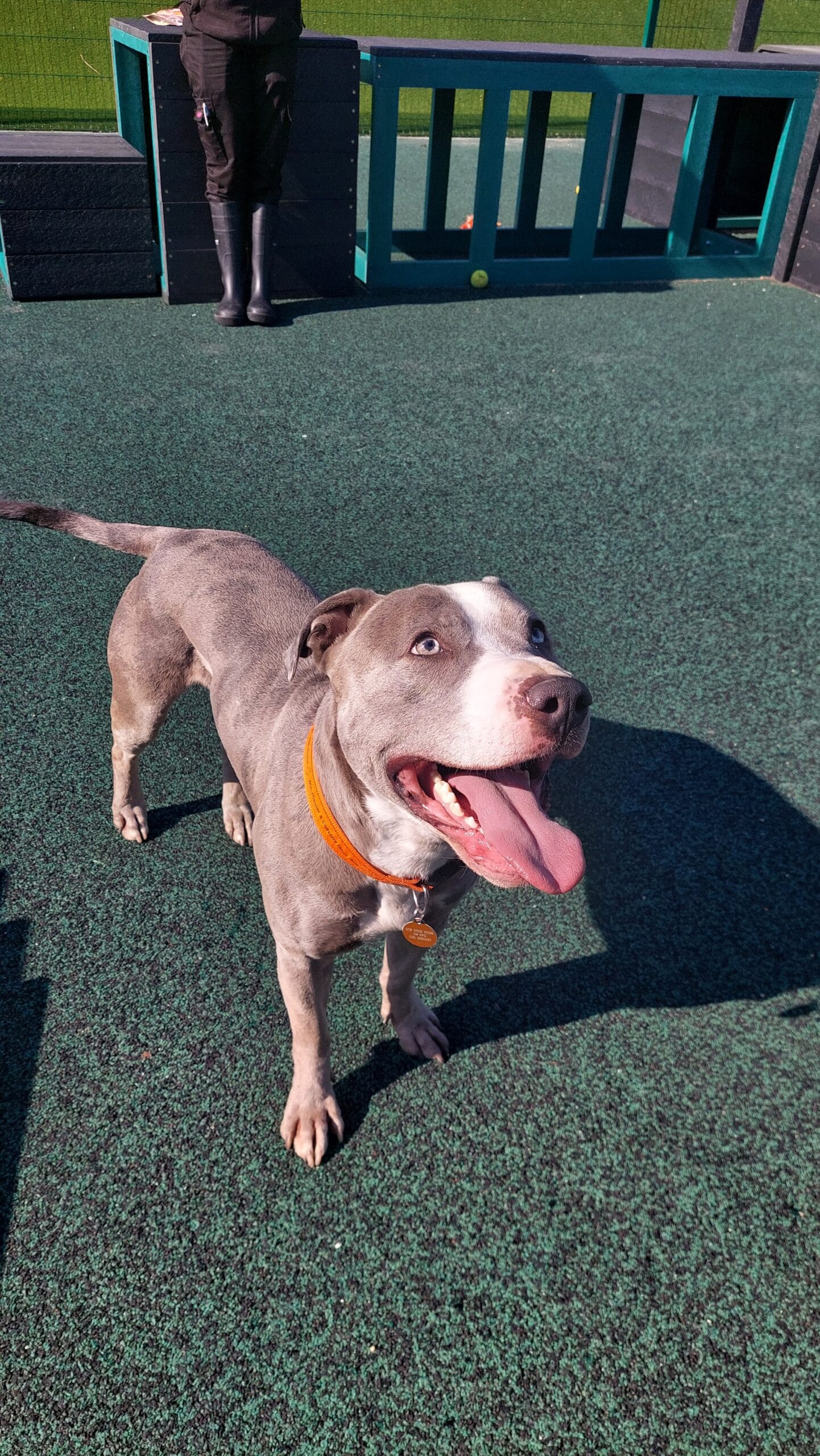 Blue - Manchester & Cheshire Dogs Home