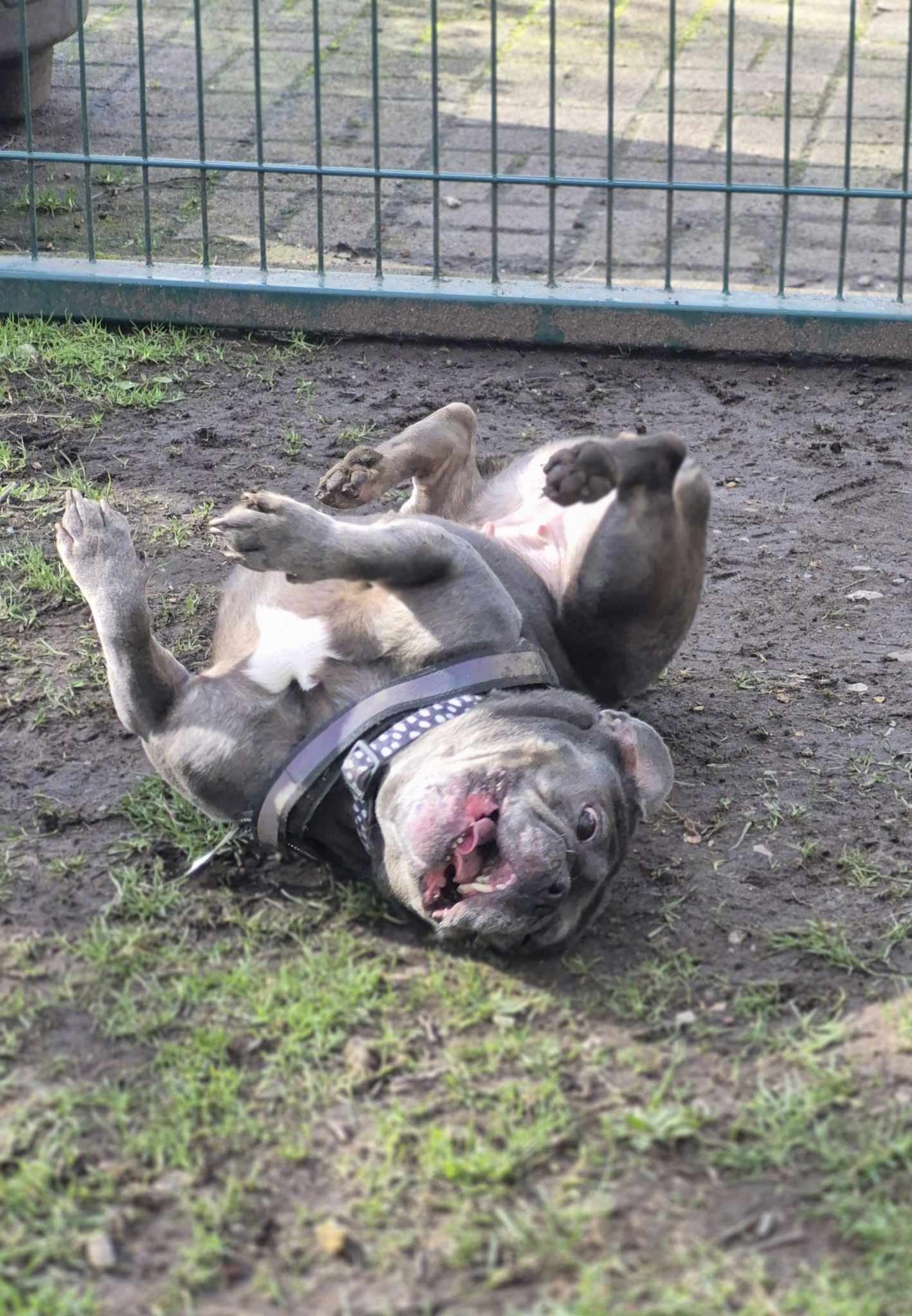 Darcy - Manchester & Cheshire Dogs Home