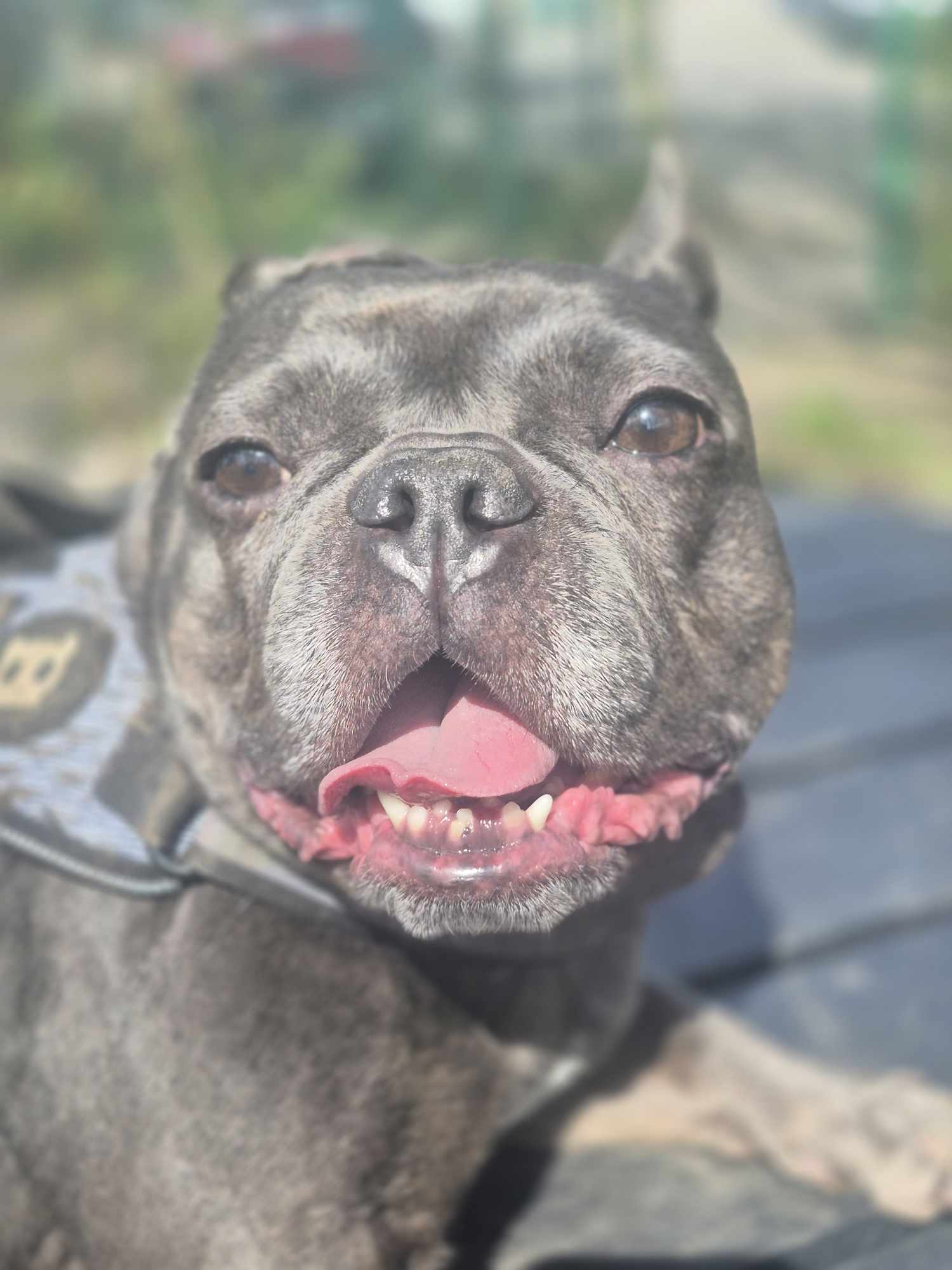Darcy - Manchester & Cheshire Dogs Home