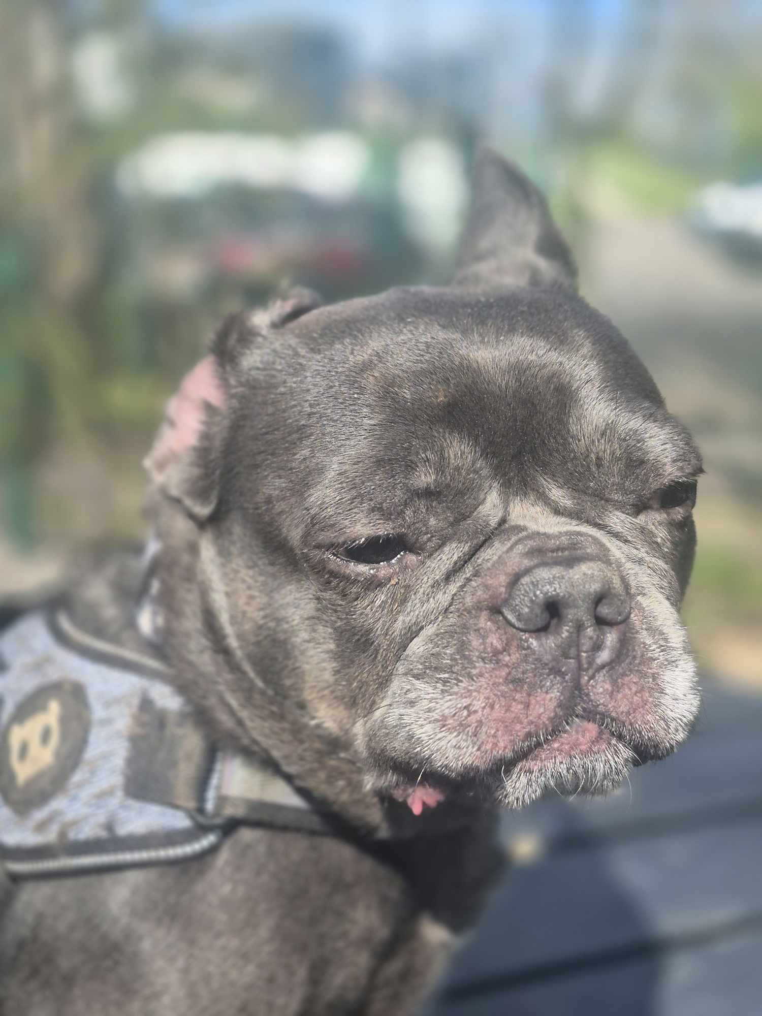 Darcy - Manchester & Cheshire Dogs Home
