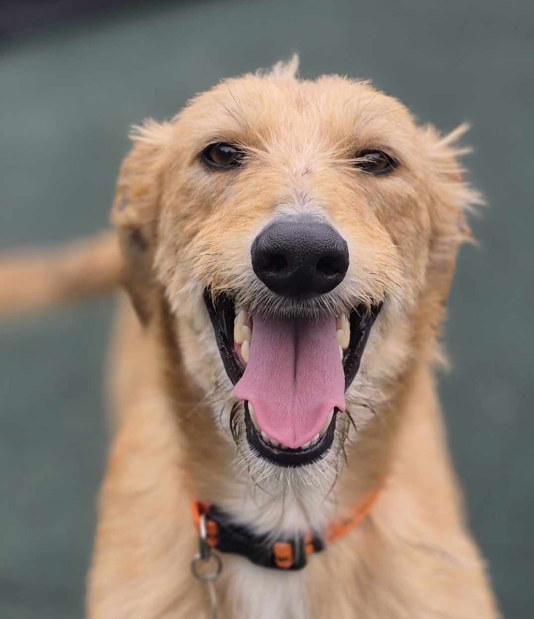Hector - Manchester & Cheshire Dogs Home