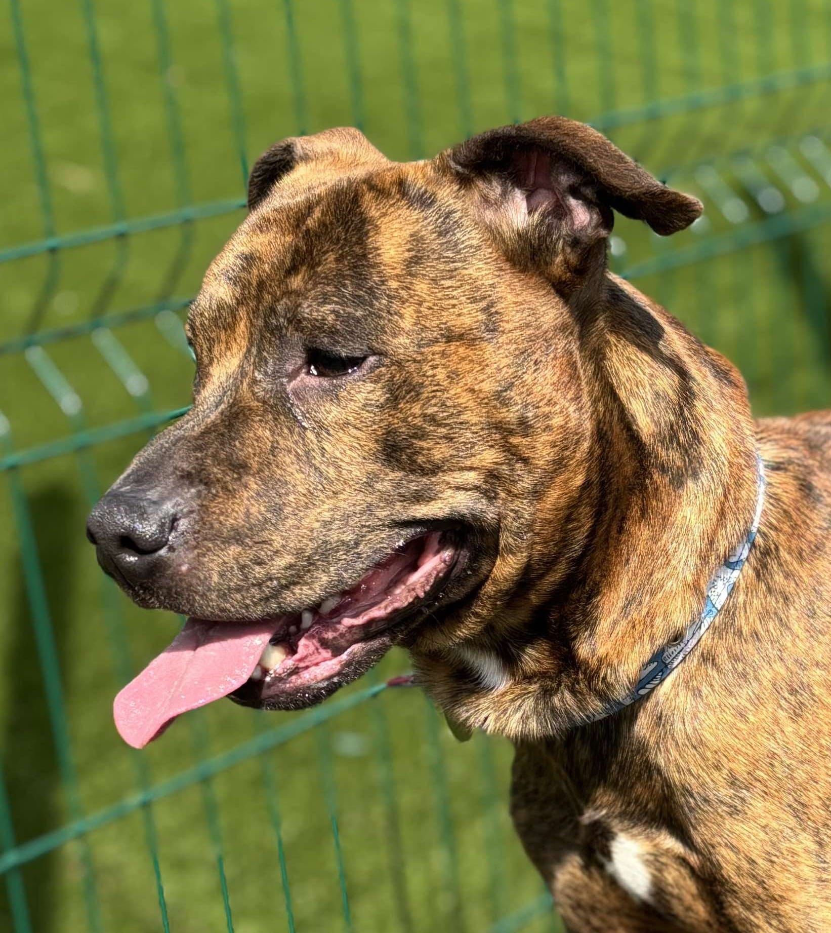 Milo - Manchester & Cheshire Dogs Home