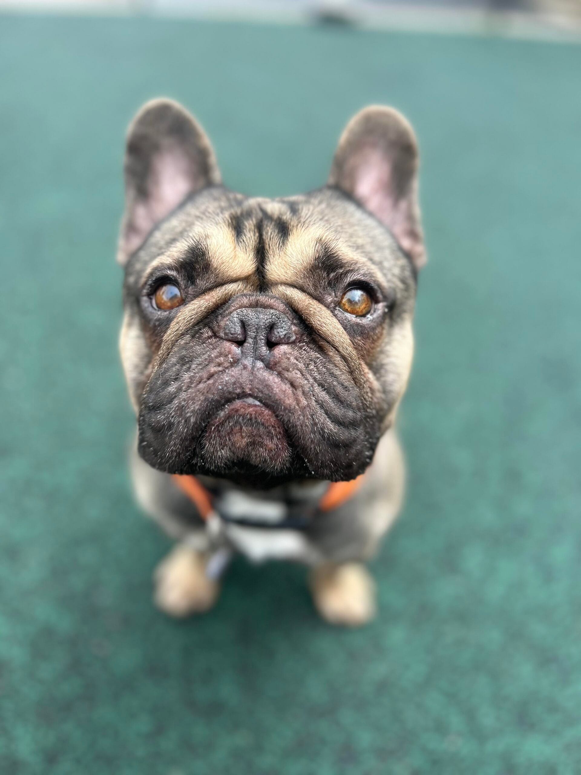 Toad - Manchester & Cheshire Dogs Home