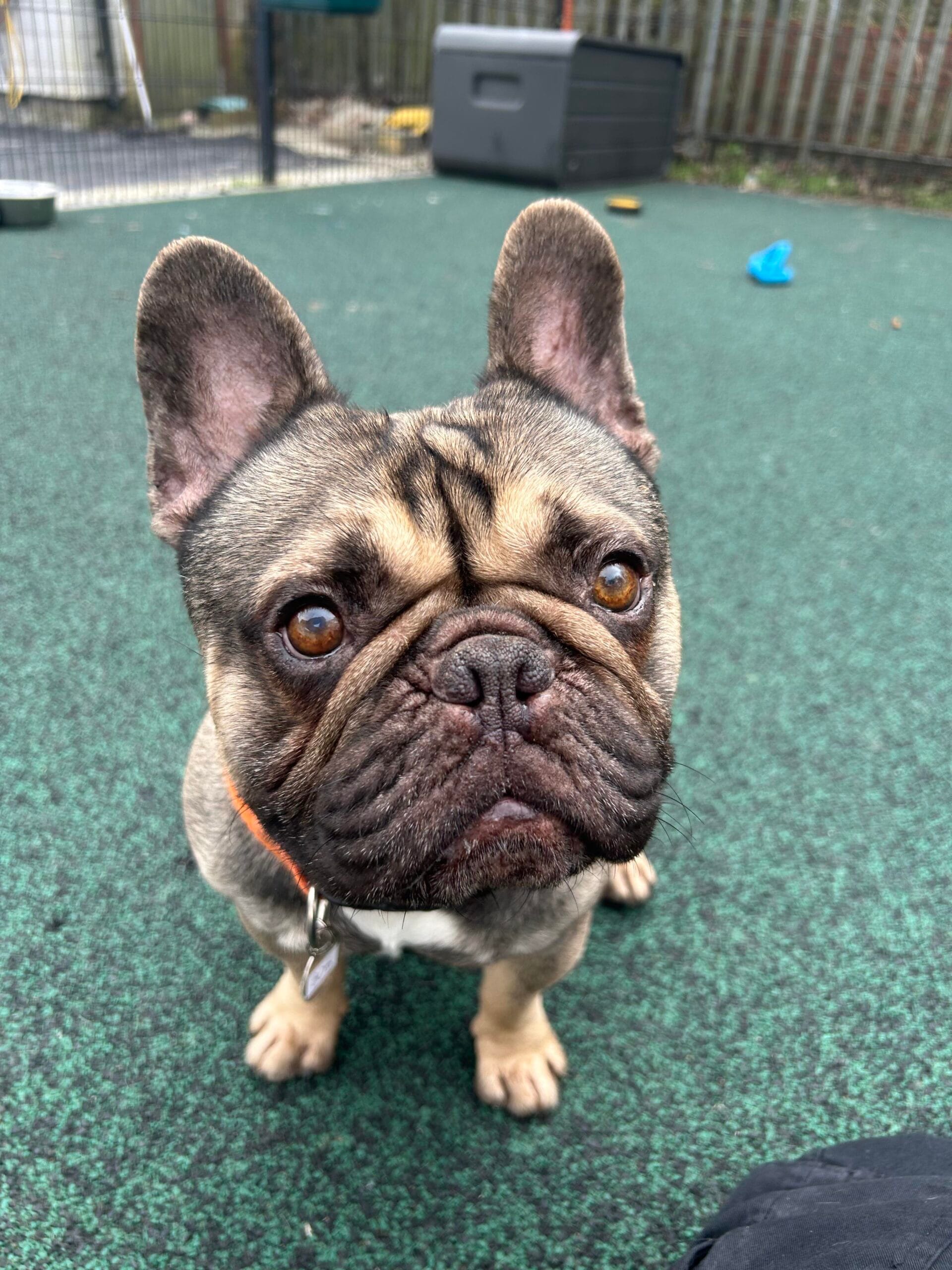 Toad - Manchester & Cheshire Dogs Home