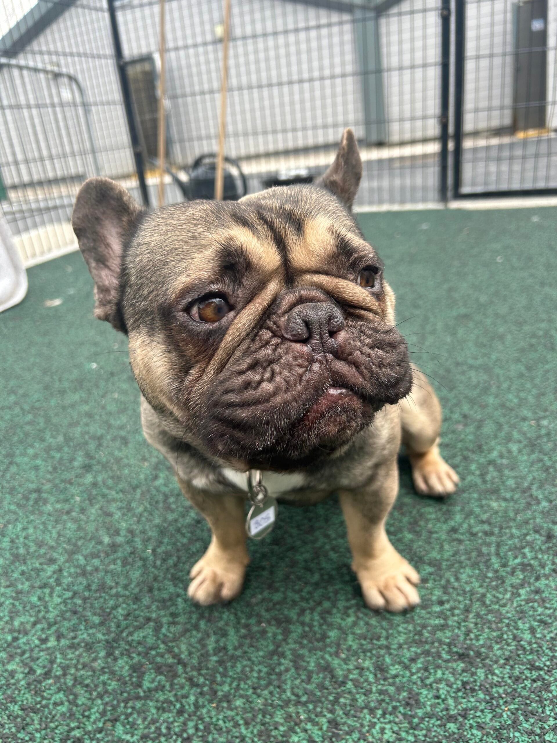 Toad - Manchester & Cheshire Dogs Home