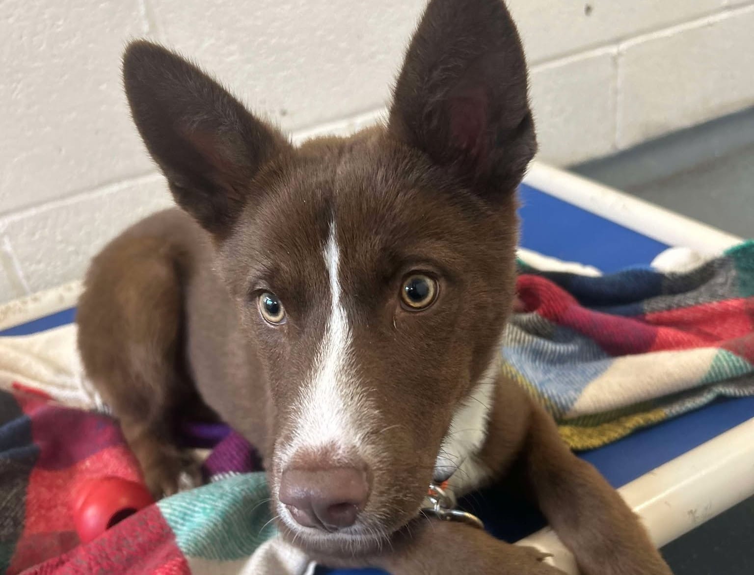 Alexis - Manchester & Cheshire Dogs Home