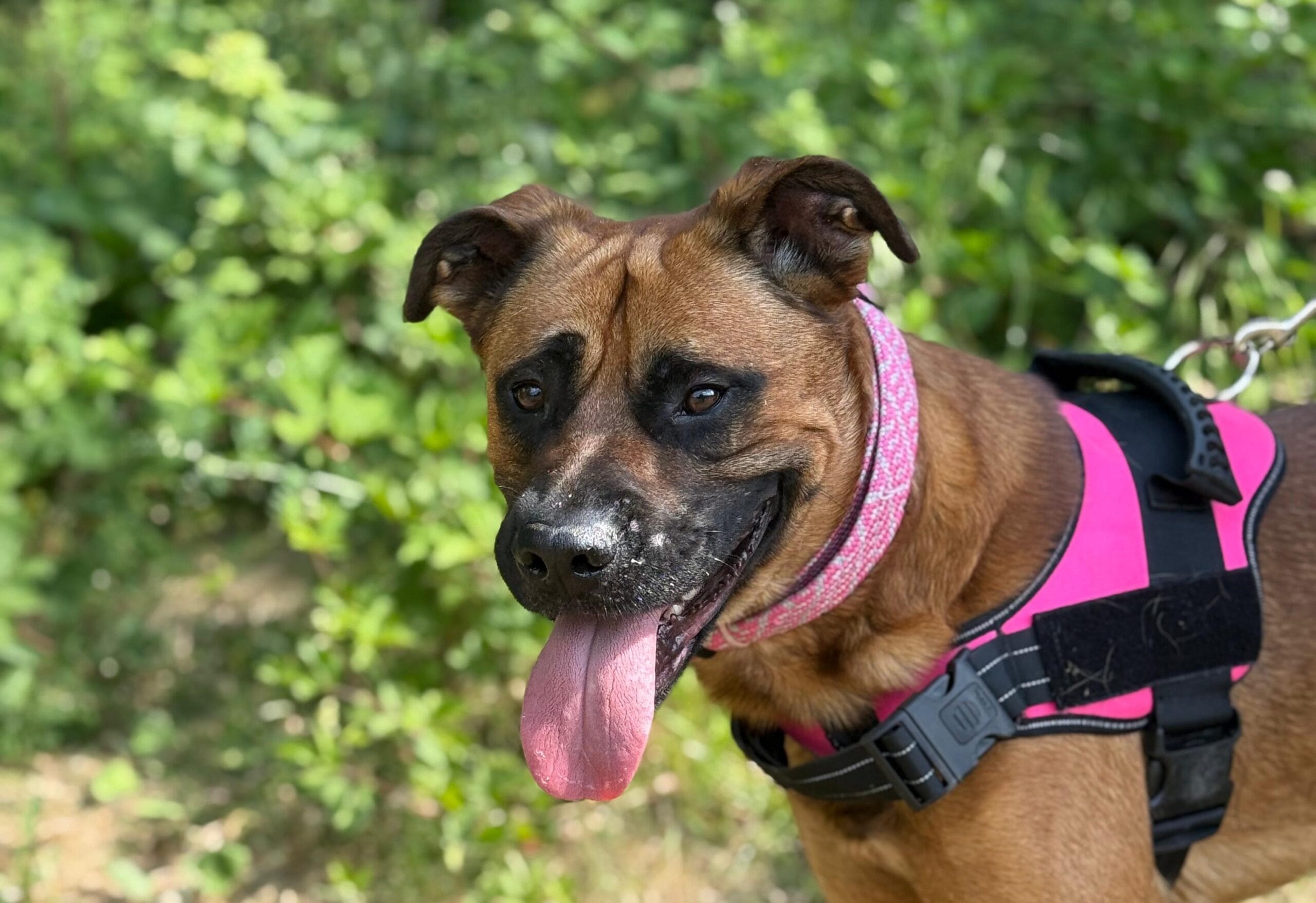 Leonard - Manchester & Cheshire Dogs Home